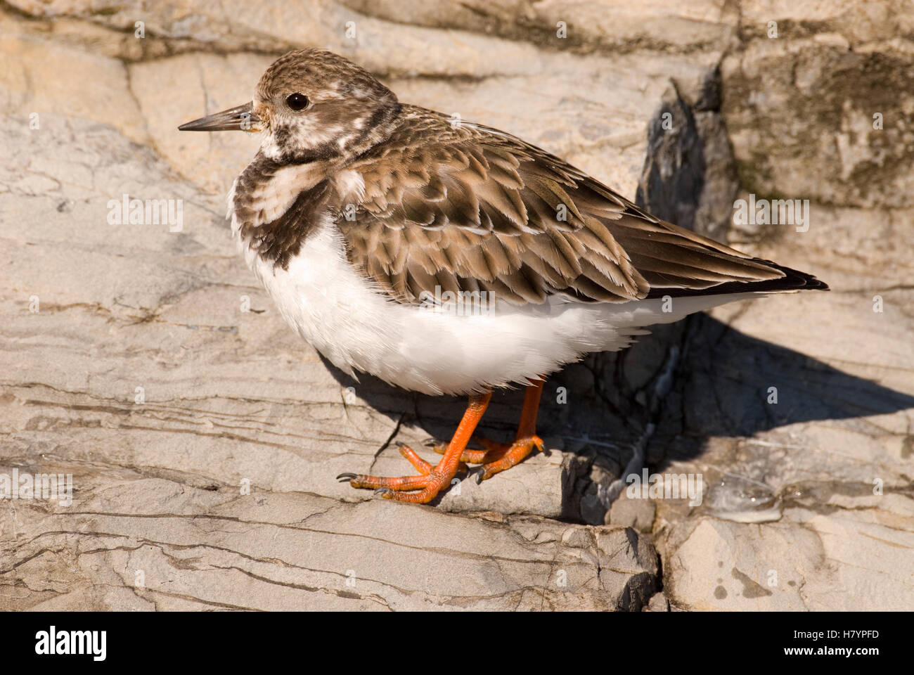 Ruddy Turnstone (Arenaria interpres), Barnegat Light, New Jersey Stock ...
