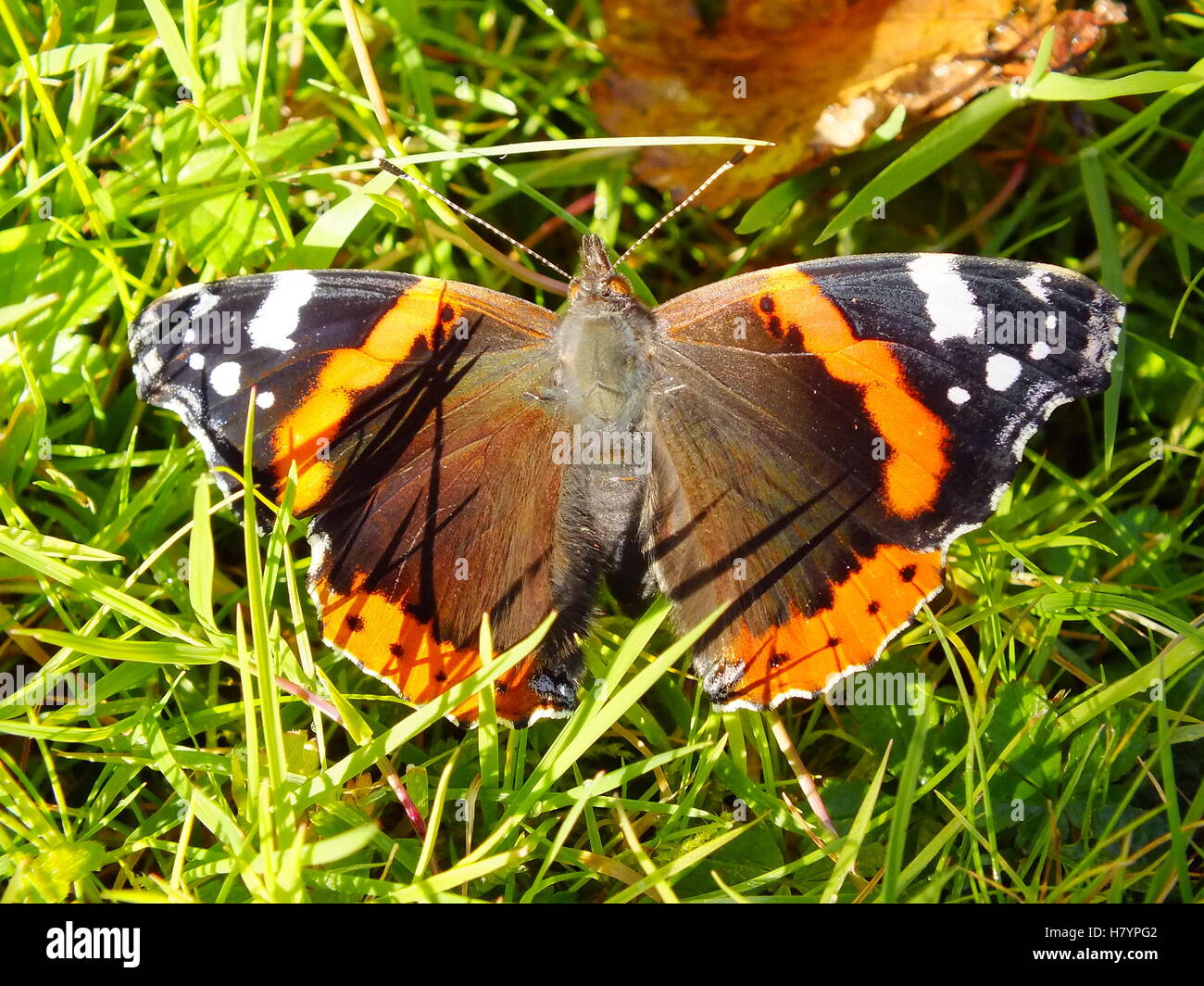 Red admiral butterfly Stock Photo - Alamy