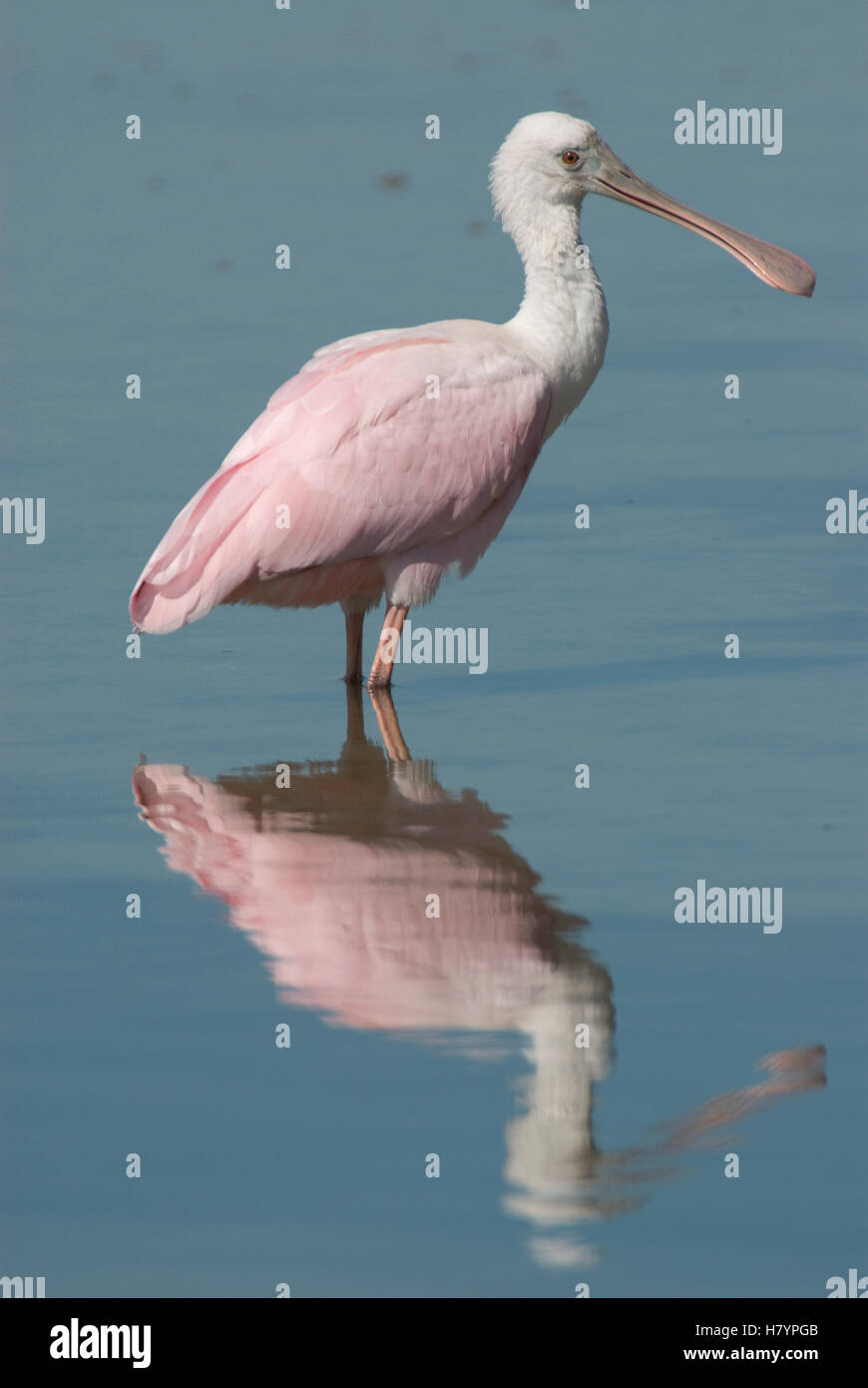 Roseate Spoonbill (Platalea ajaja) juvenile, Fort Myers Beach, Florida ...