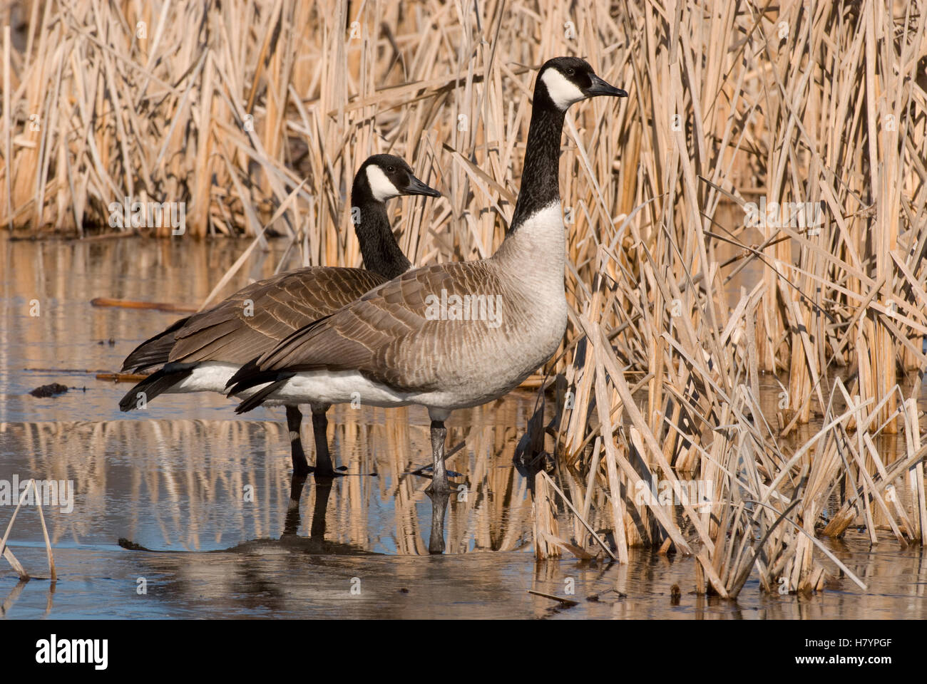 Canada Goose (Branta canadensis) pair in frozen marsh, Kensington ...