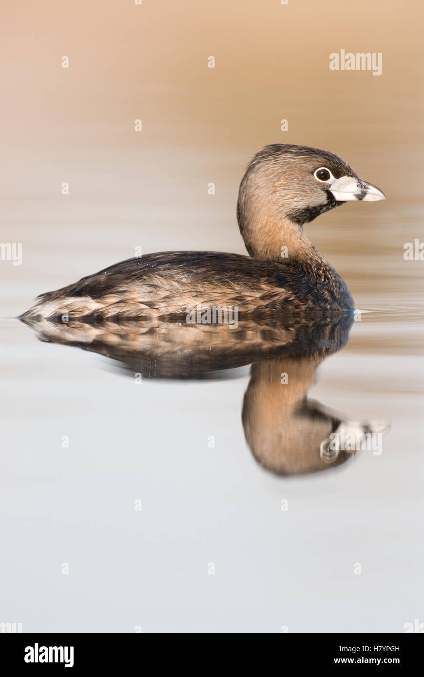 Pied-billed Grebe (Podilymbus podiceps) in breeding plumage, Island ...