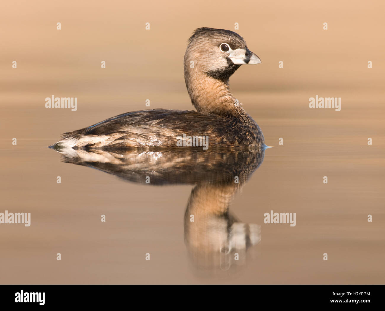 Pied-billed Grebe (Podilymbus podiceps) in breeding plumage, Island ...