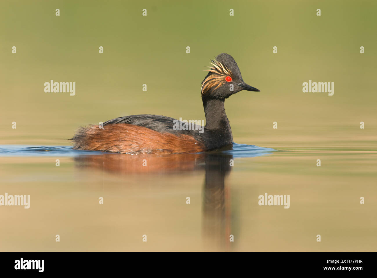 Eared Grebe (Podiceps nigricollis) in breeding plumage, J. Clark Salyer ...