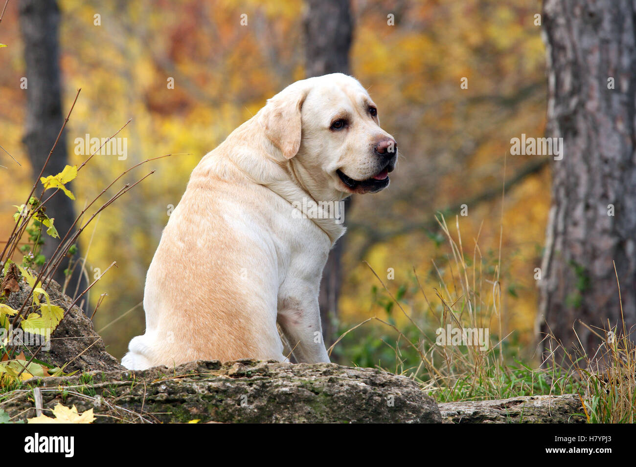 nice yellow labrador in the park in autumn Stock Photo - Alamy