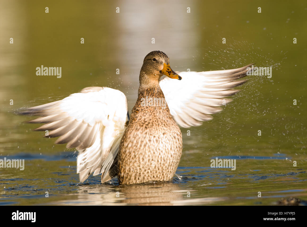 Mallard (Anas platyrhynchos) female stretching wings, North Chagrin ...