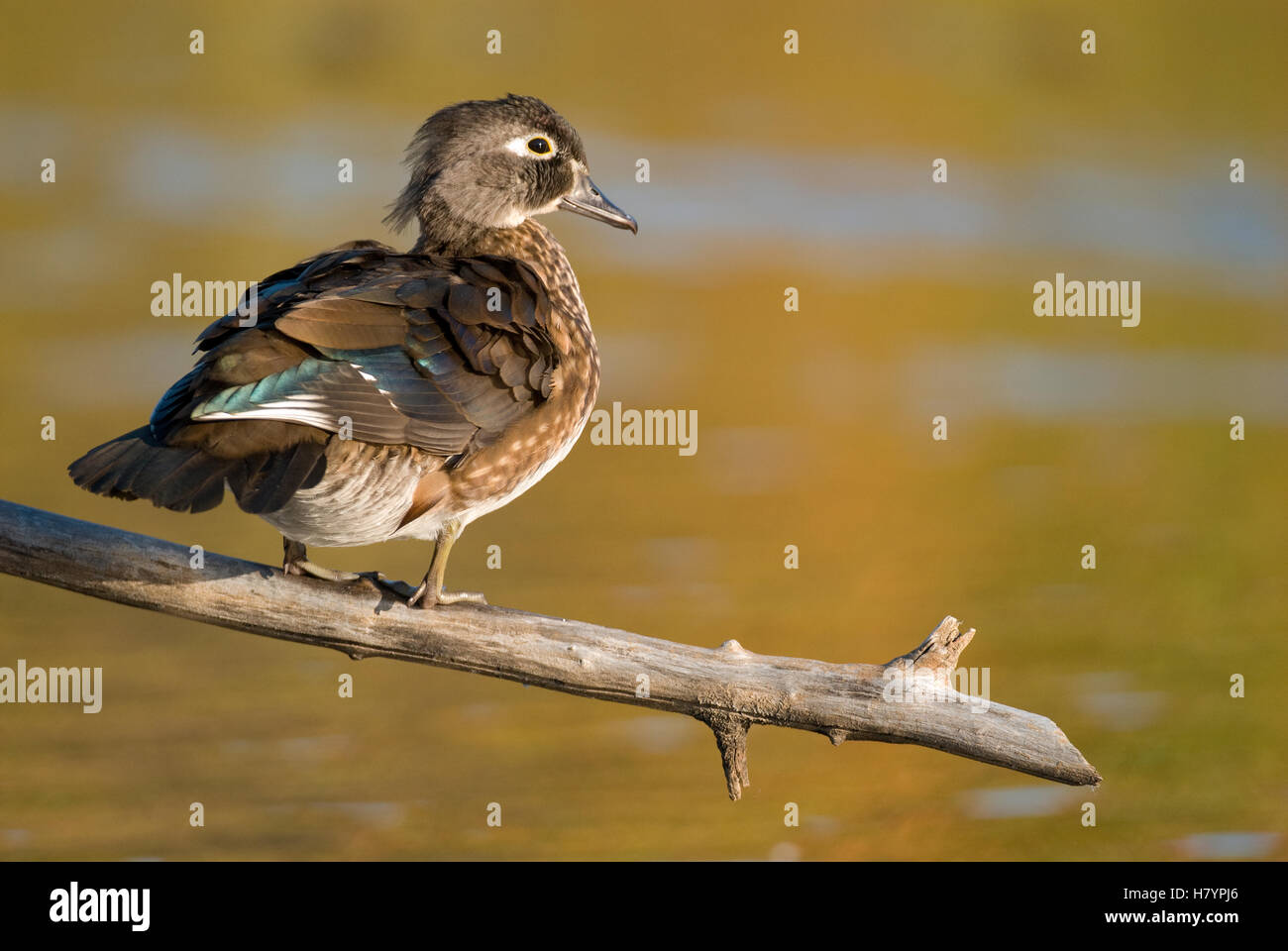 Wood Duck (Aix sponsa) female, North Chagrin Reservation, Ohio Stock ...