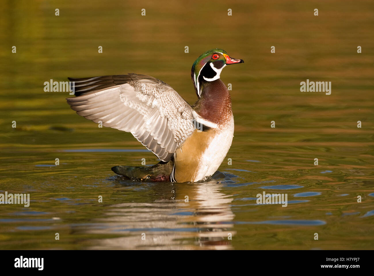 Wood Duck (Aix sponsa) male stretching wings, North Chagrin Reservation ...