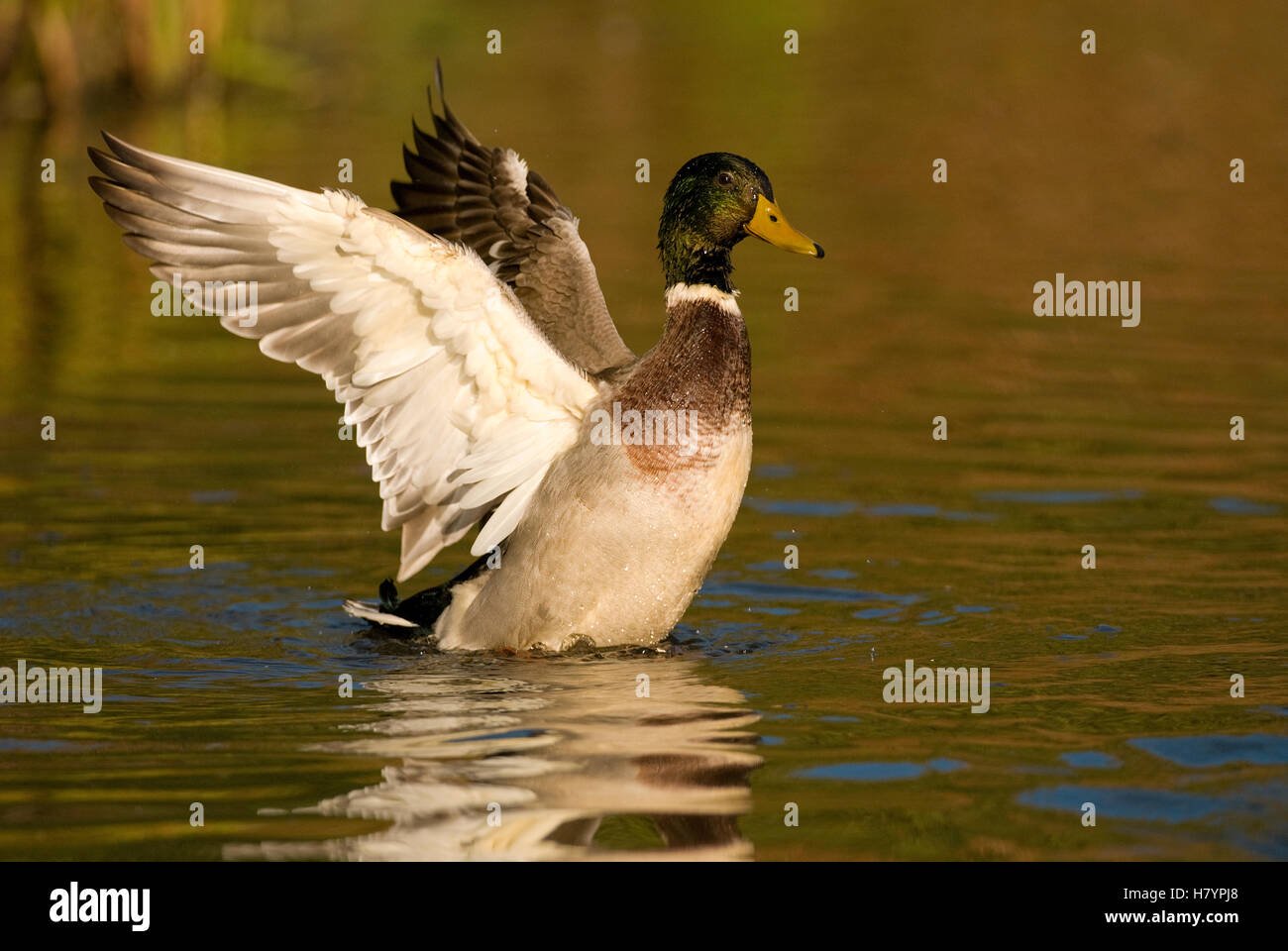 Mallard (Anas platyrhynchos) male stretching wings, North Chagrin ...