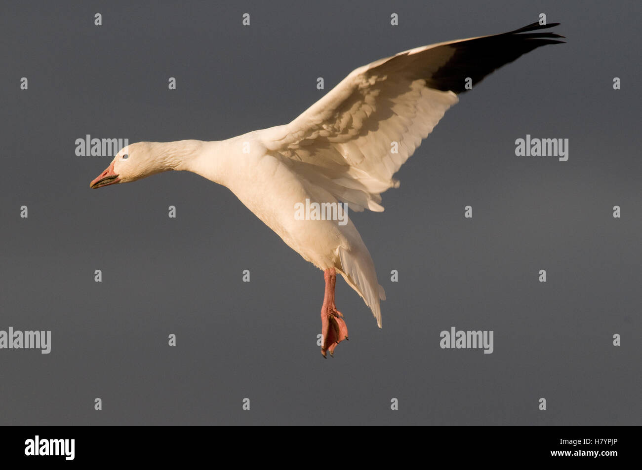 Snow Goose (Chen caerulescens) flying, Bosque del Apache National Wildlife Refuge, New Mexico ...