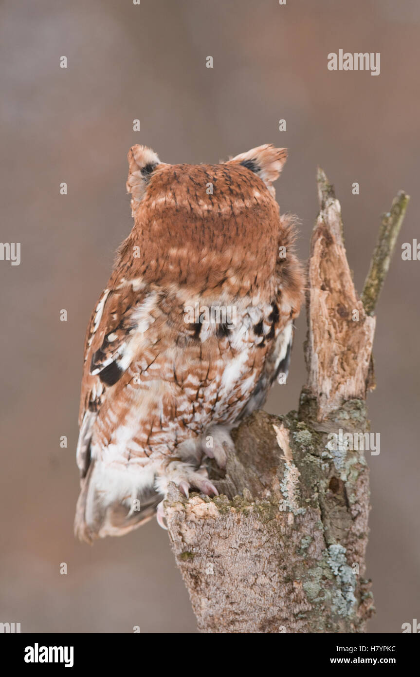 Eastern Screech Owl (Megascops asio) red morph, rotating head 180 ...