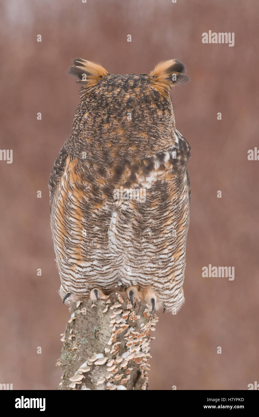 Great Horned Owl (Bubo virginianus), rotating head 180 degrees, Howell ...