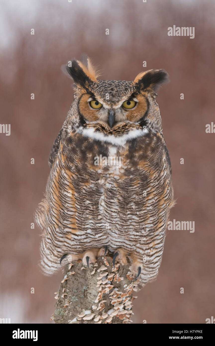 Great Horned Owl (Bubo virginianus), Howell Nature Center, Michigan ...