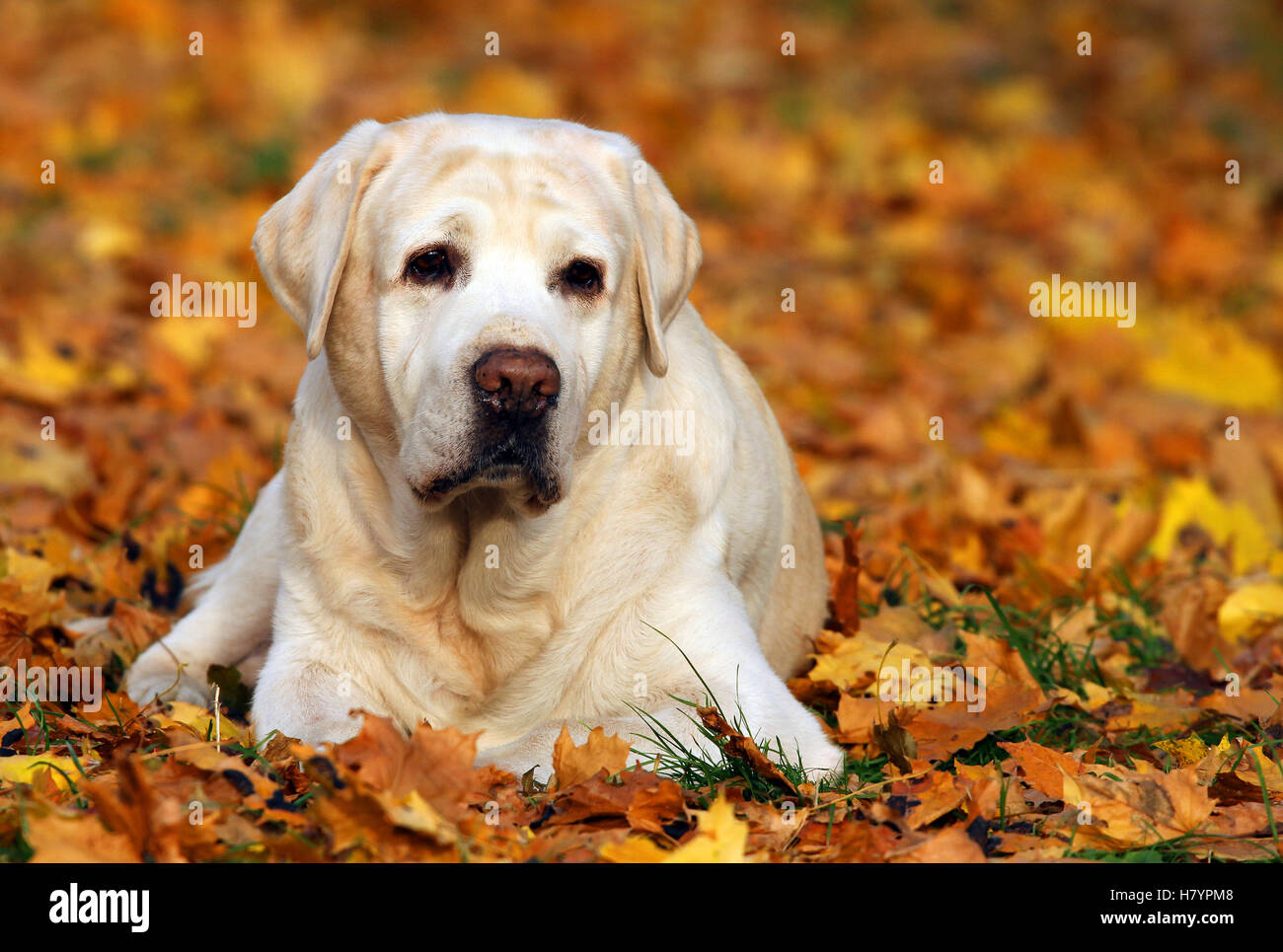Pale yellow labrador retriever hi-res stock photography and images - Alamy