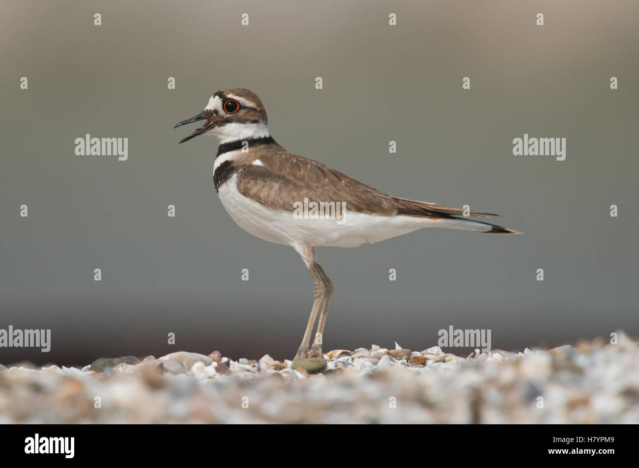 Killdeer (Charadrius vociferus) calling, Crane Creek State Park, Ohio ...