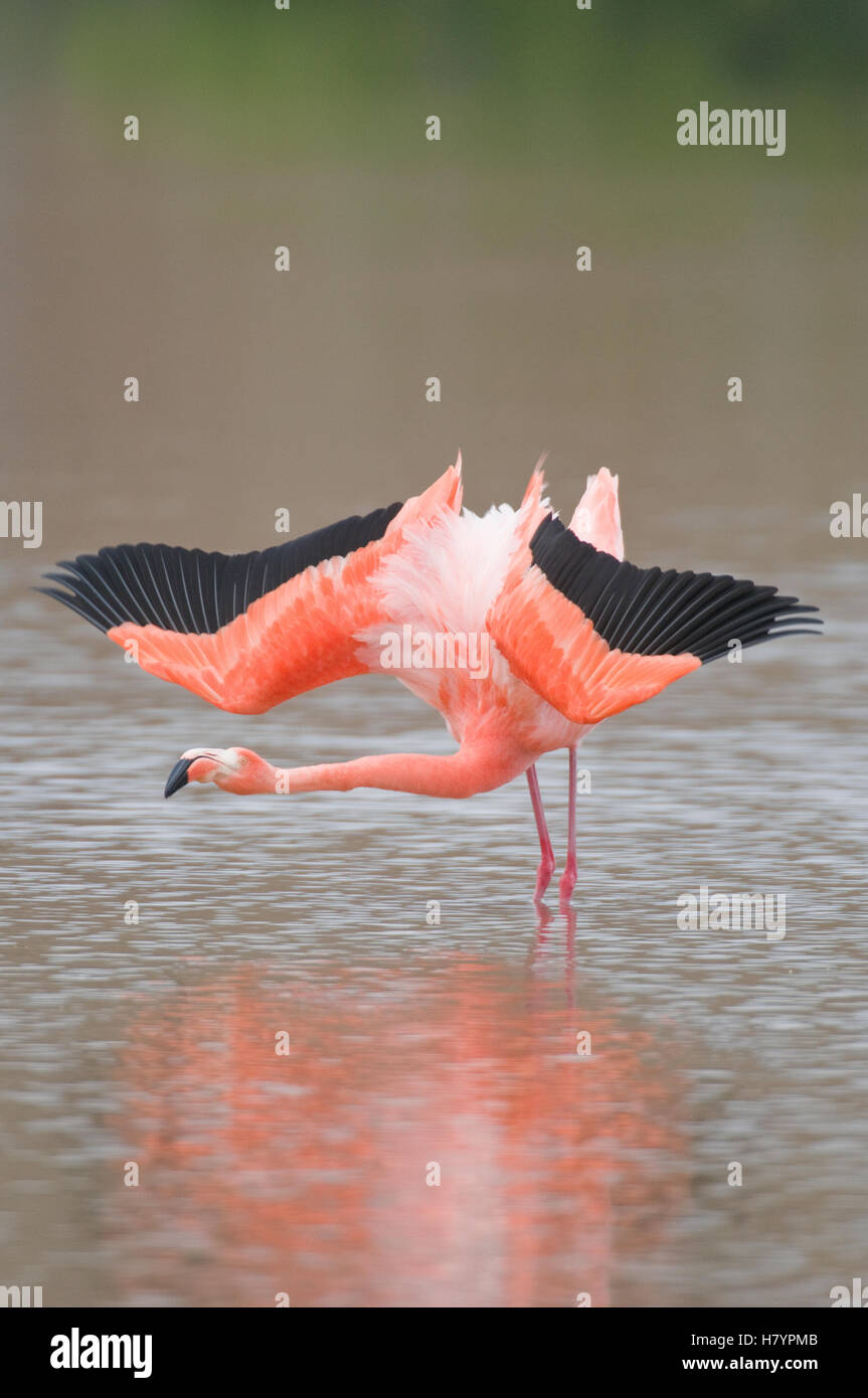 Greater Flamingo (Phoenicopterus ruber) displaying in courtship ...