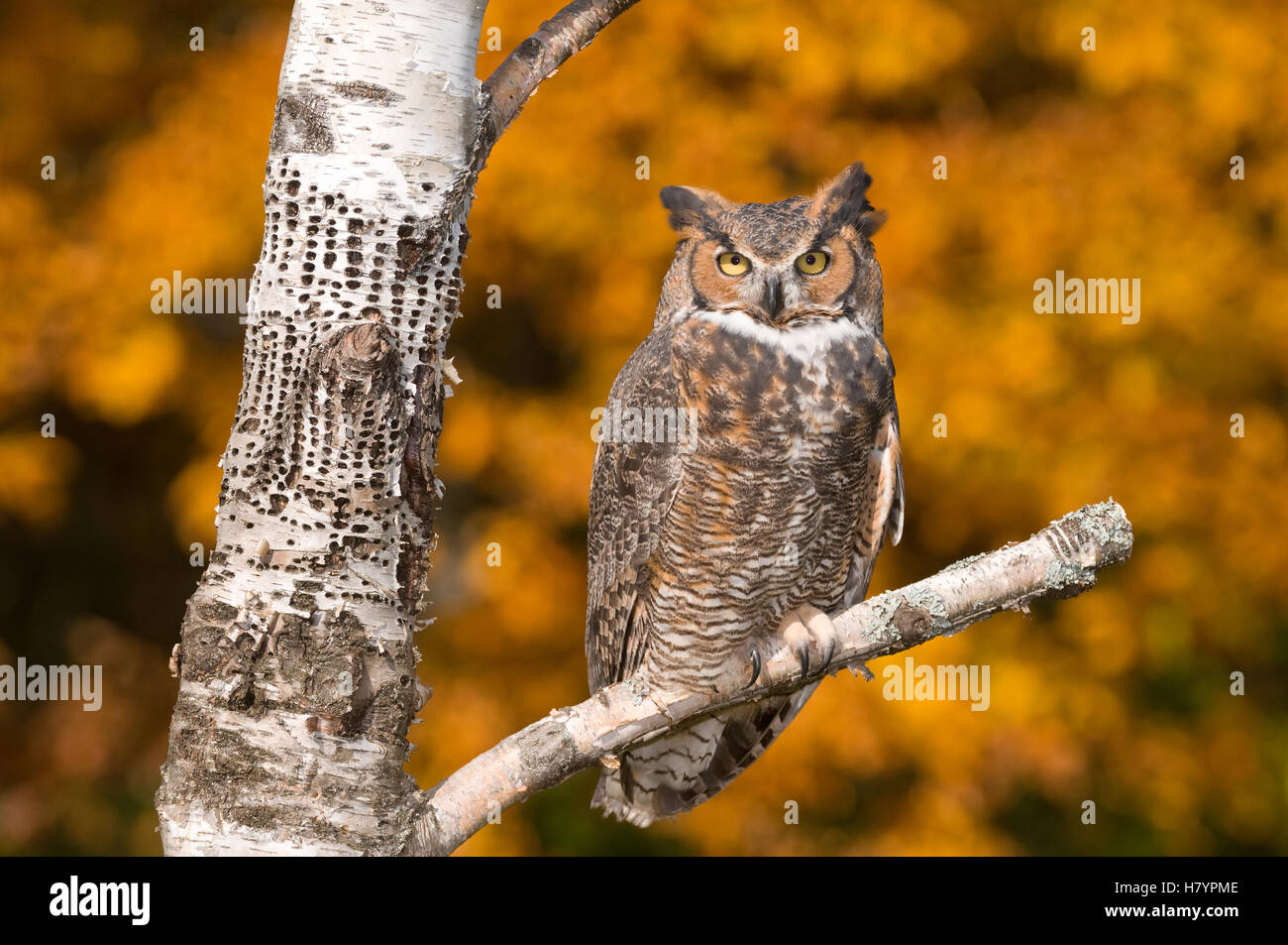 Great Horned Owl (Bubo virginianus), Howell Nature Center, Michigan ...