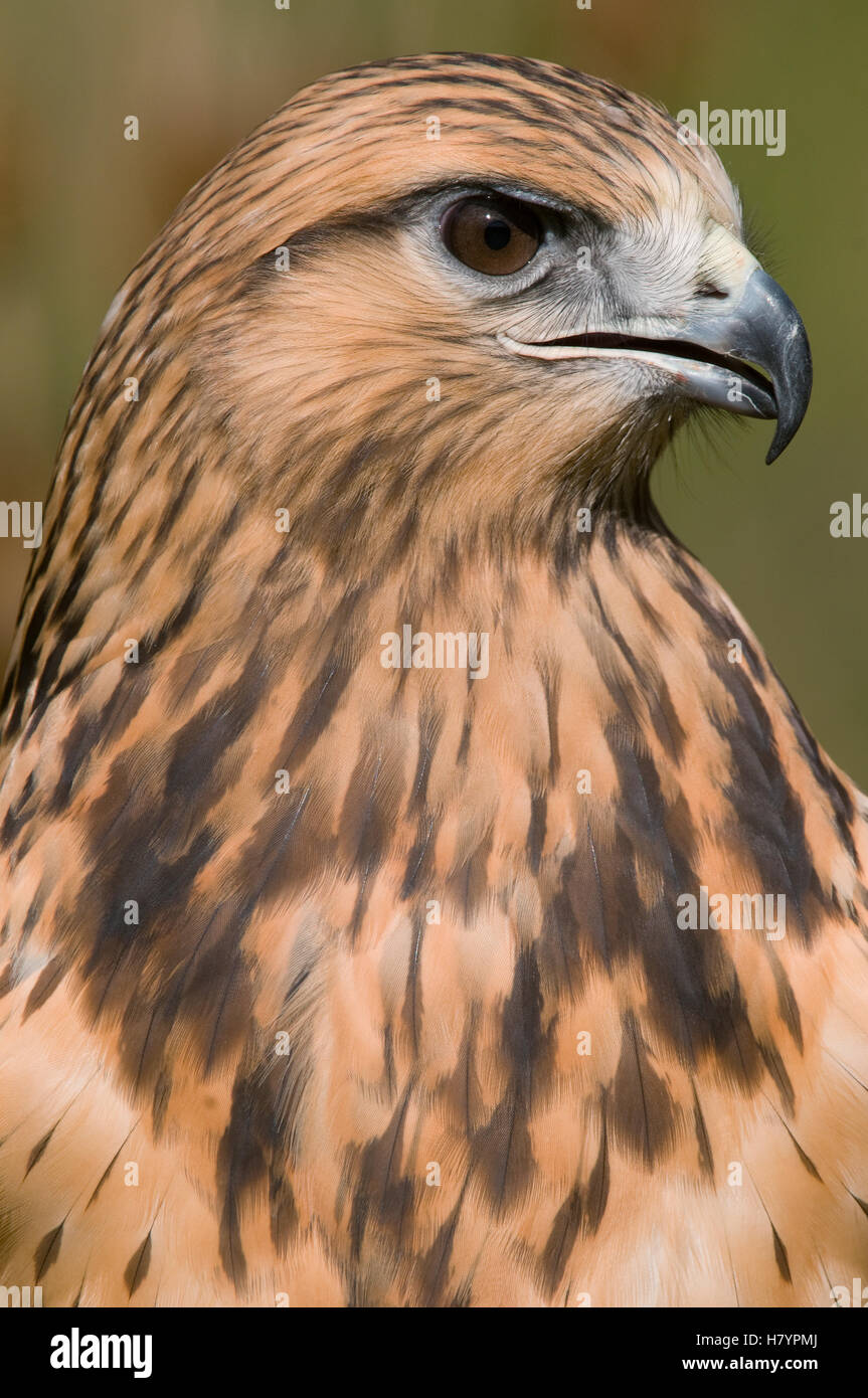Rough-legged Hawk (Buteo lagopus), Howell Nature Center, Michigan Stock ...