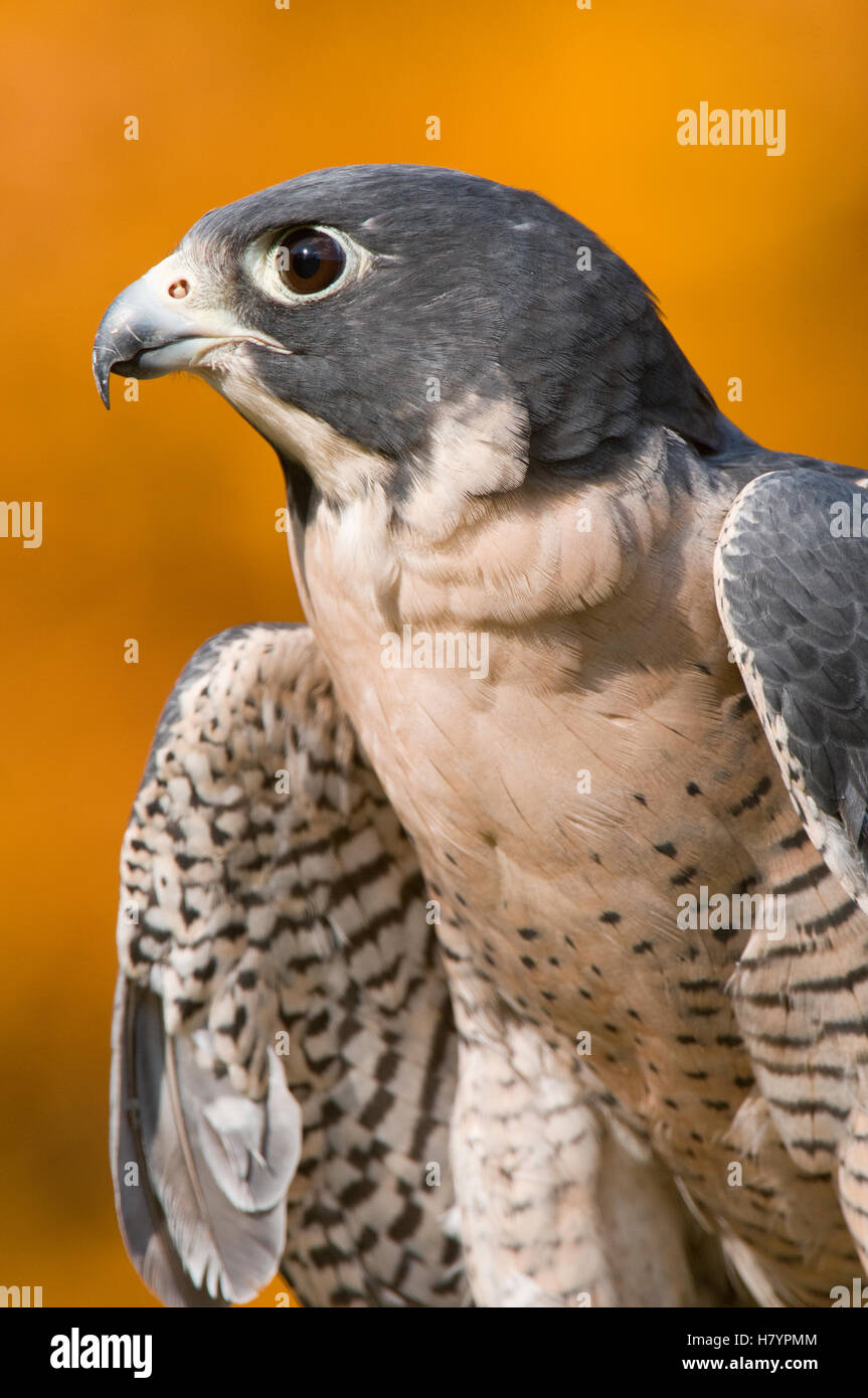 Peregrine Falcon (Falco peregrinus), Howell Nature Center, Michigan ...