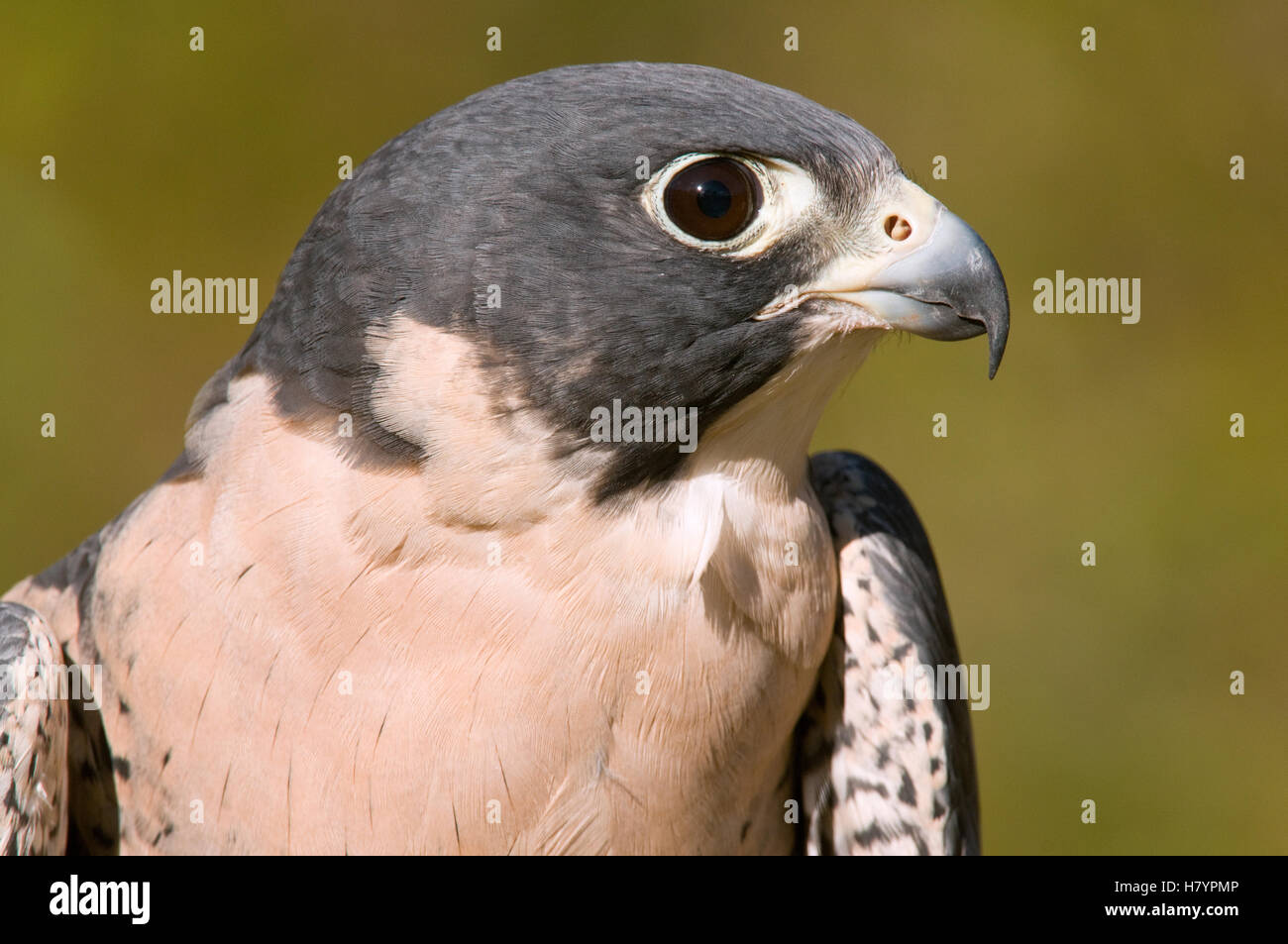 Peregrine Falcon (Falco peregrinus), Howell Nature Center, Michigan ...