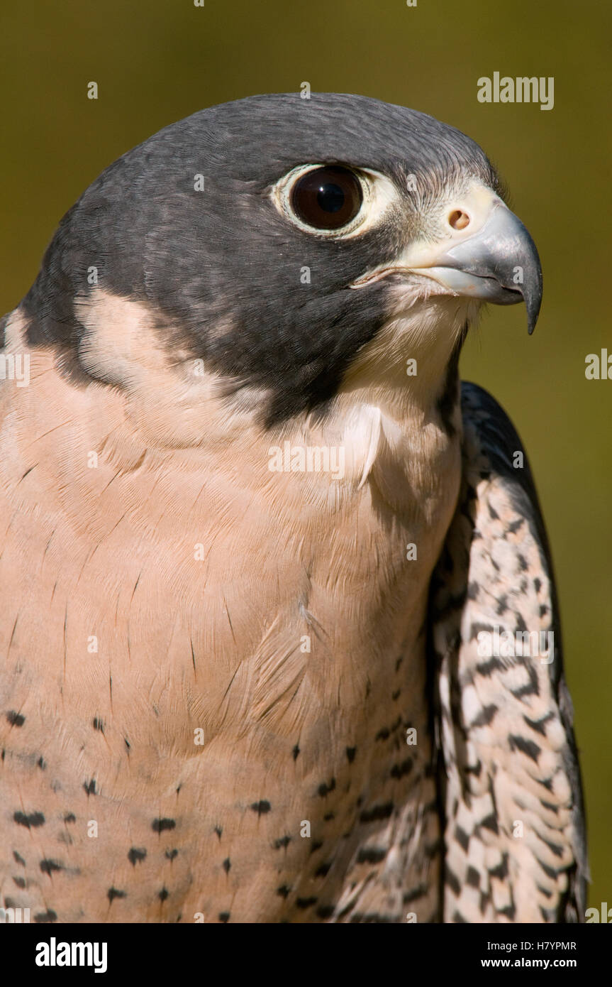 Peregrine Falcon (Falco peregrinus), Howell Nature Center, Michigan ...