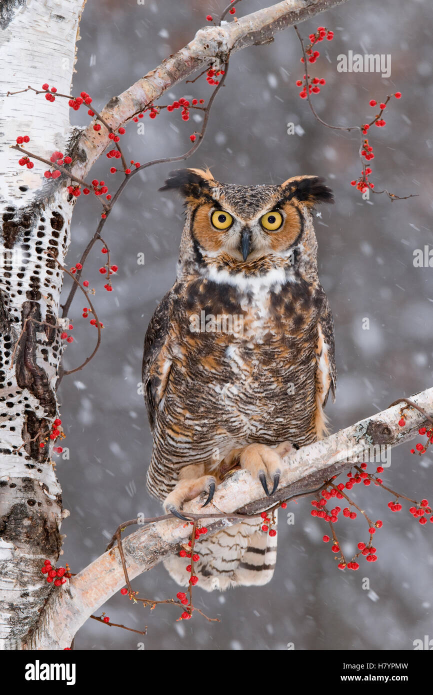 Great Horned Owl (Bubo virginianus) in winter, Howell Nature Center ...