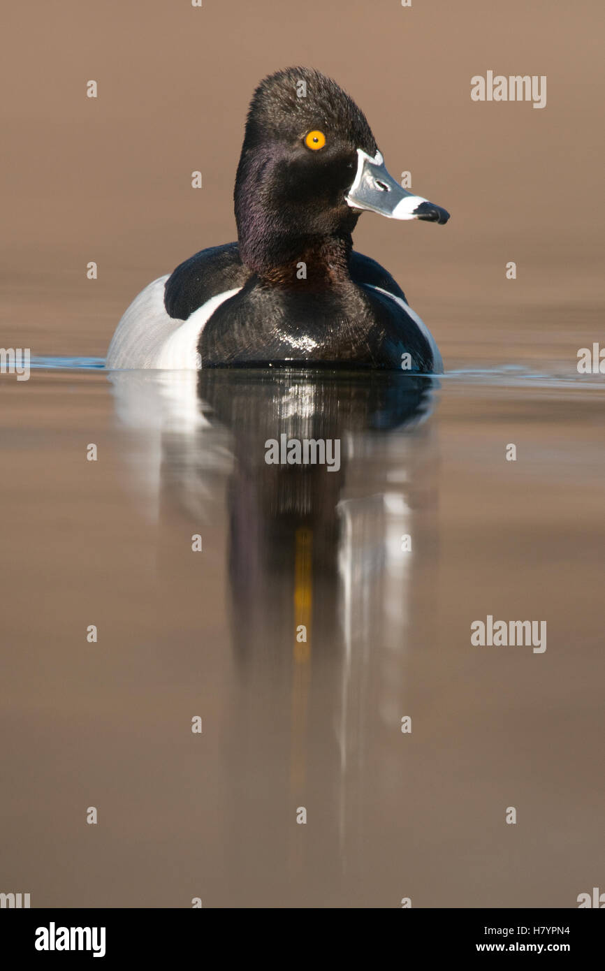 Ring-necked Duck (Aythya collaris) male in breeding plumage, Island ...