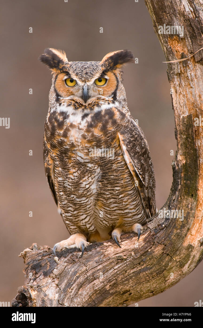 Great Horned Owl (Bubo virginianus), Howell Nature Center, Michigan ...