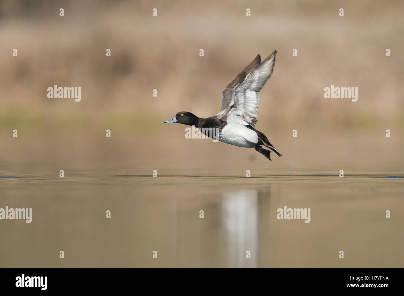 Greater Scaup (Aythya marila) male flying, Island Lake Recreation Area ...