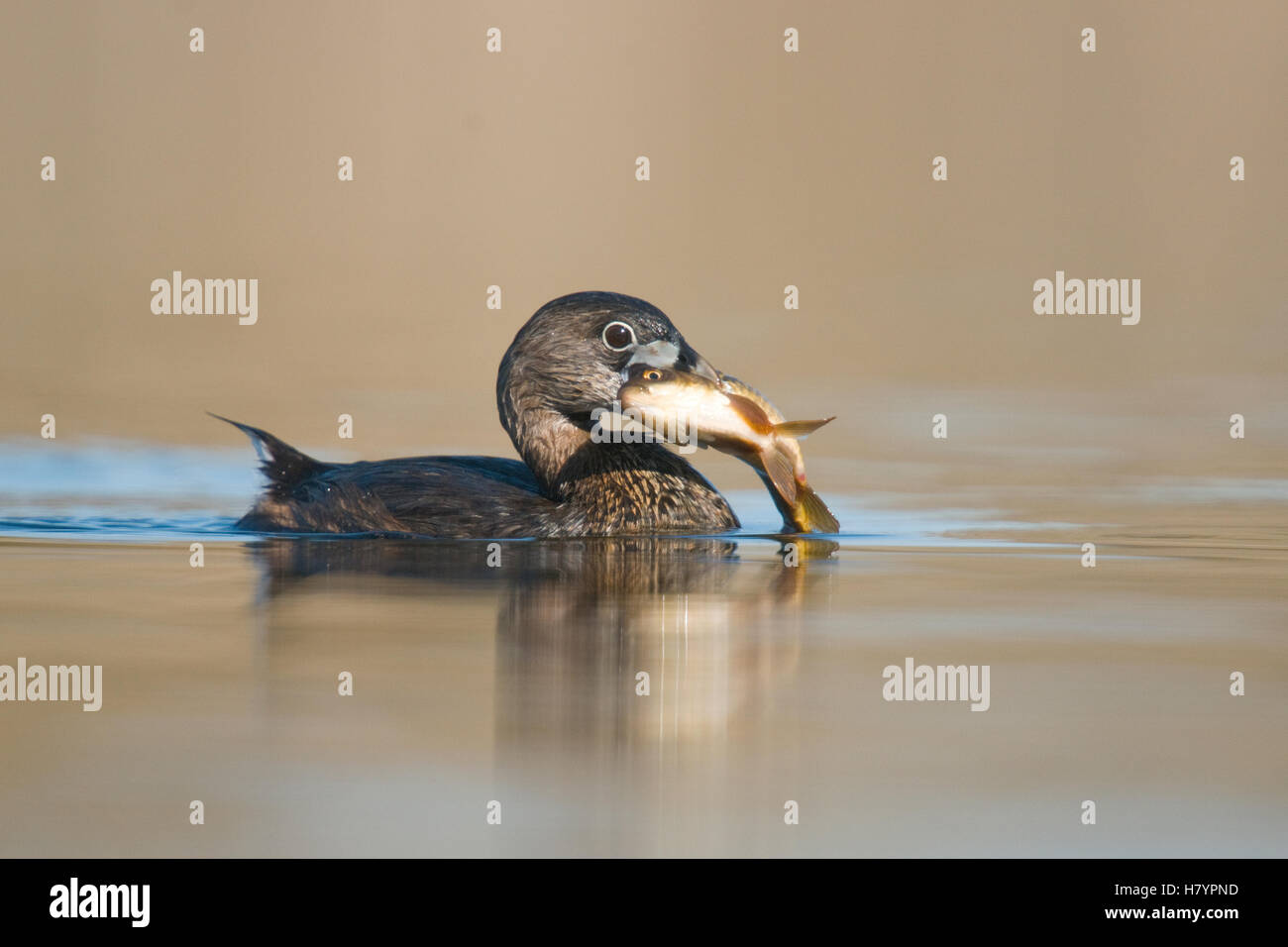 Pied-billed Grebe (Podilymbus podiceps) feeding on fish, Island Lake ...