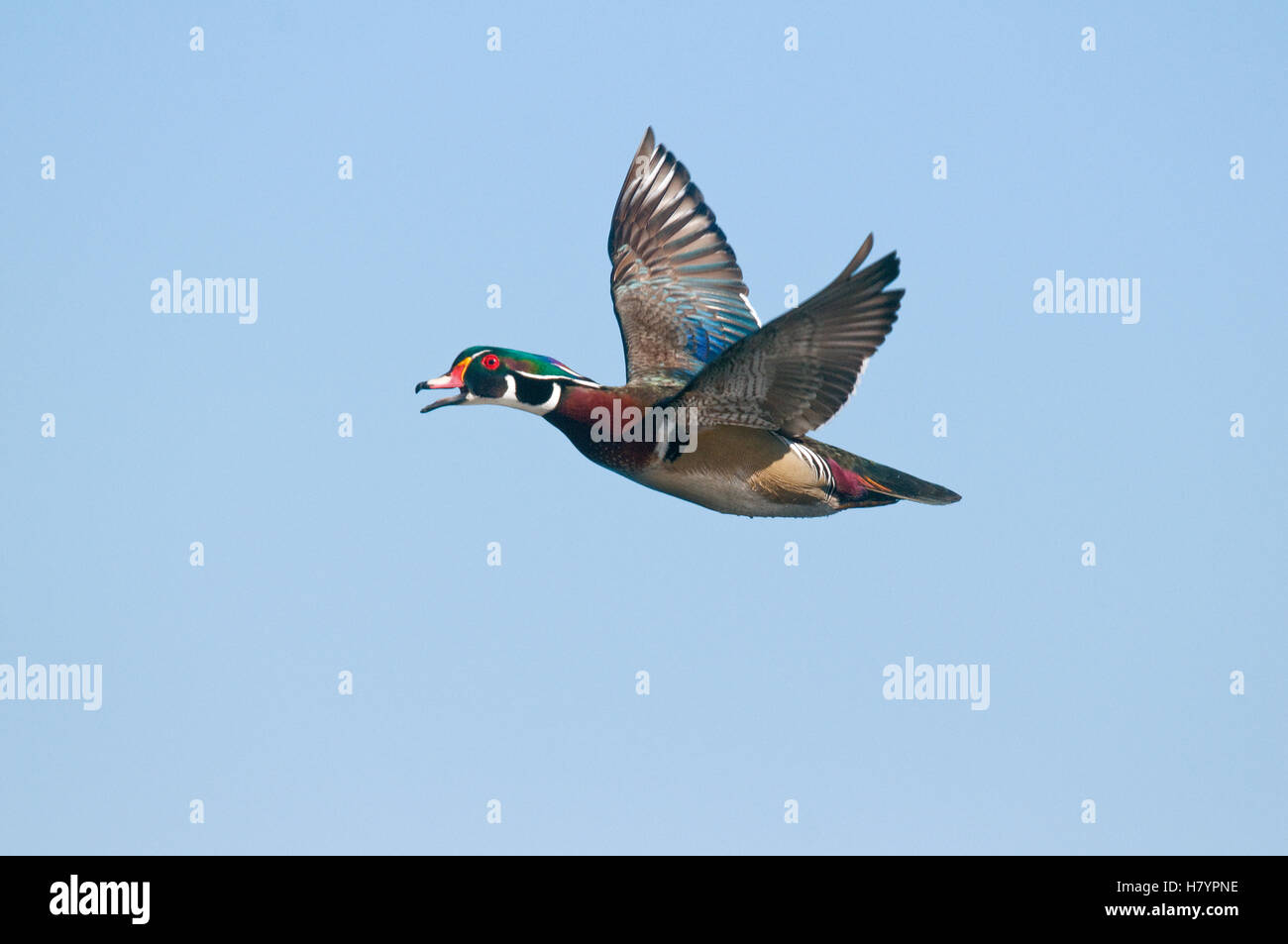 Wood Duck (Aix sponsa) male calling while flying, Island Lake ...