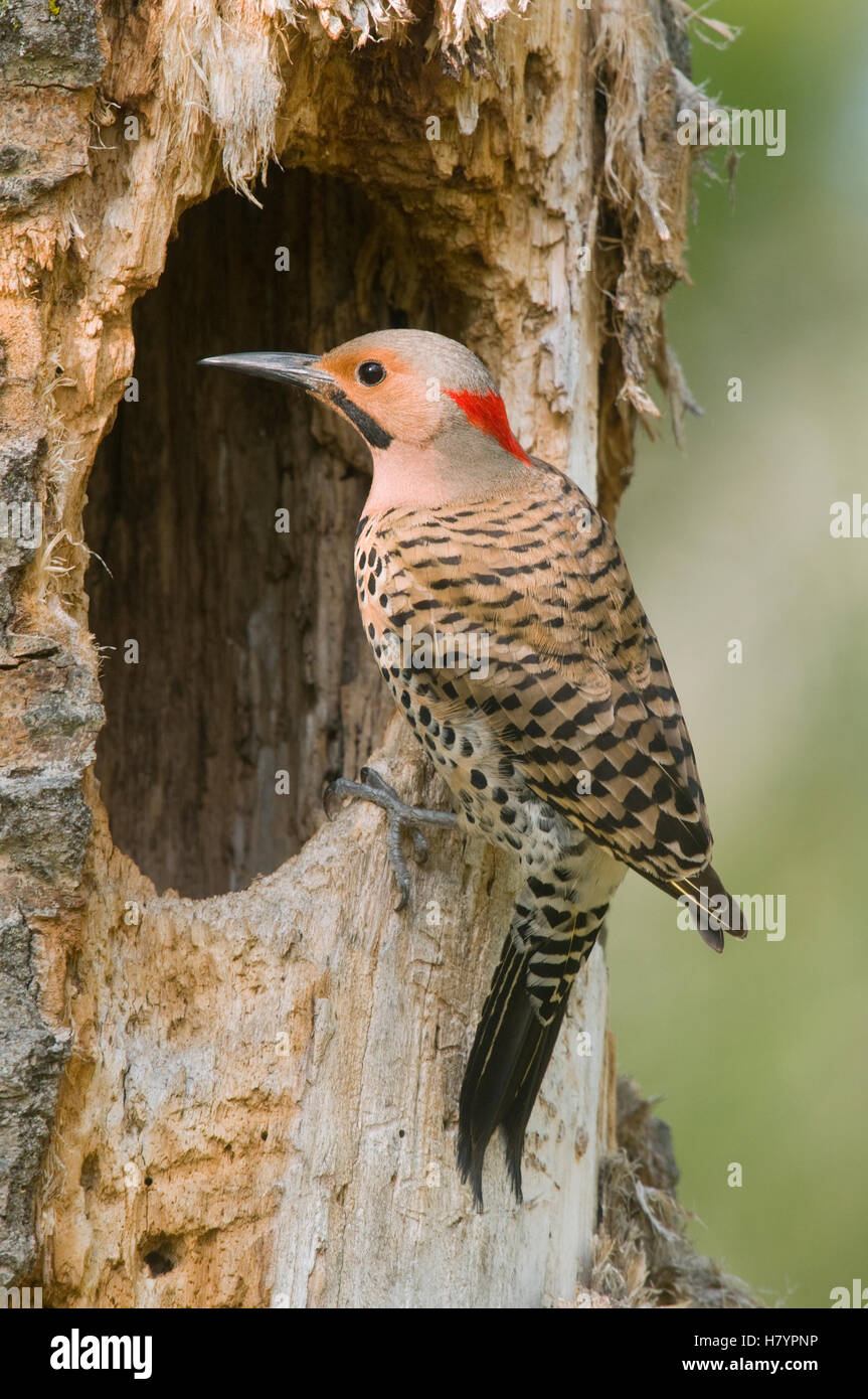 Northern Flicker (Colaptes auratus) at nest cavity, Rifle River ...