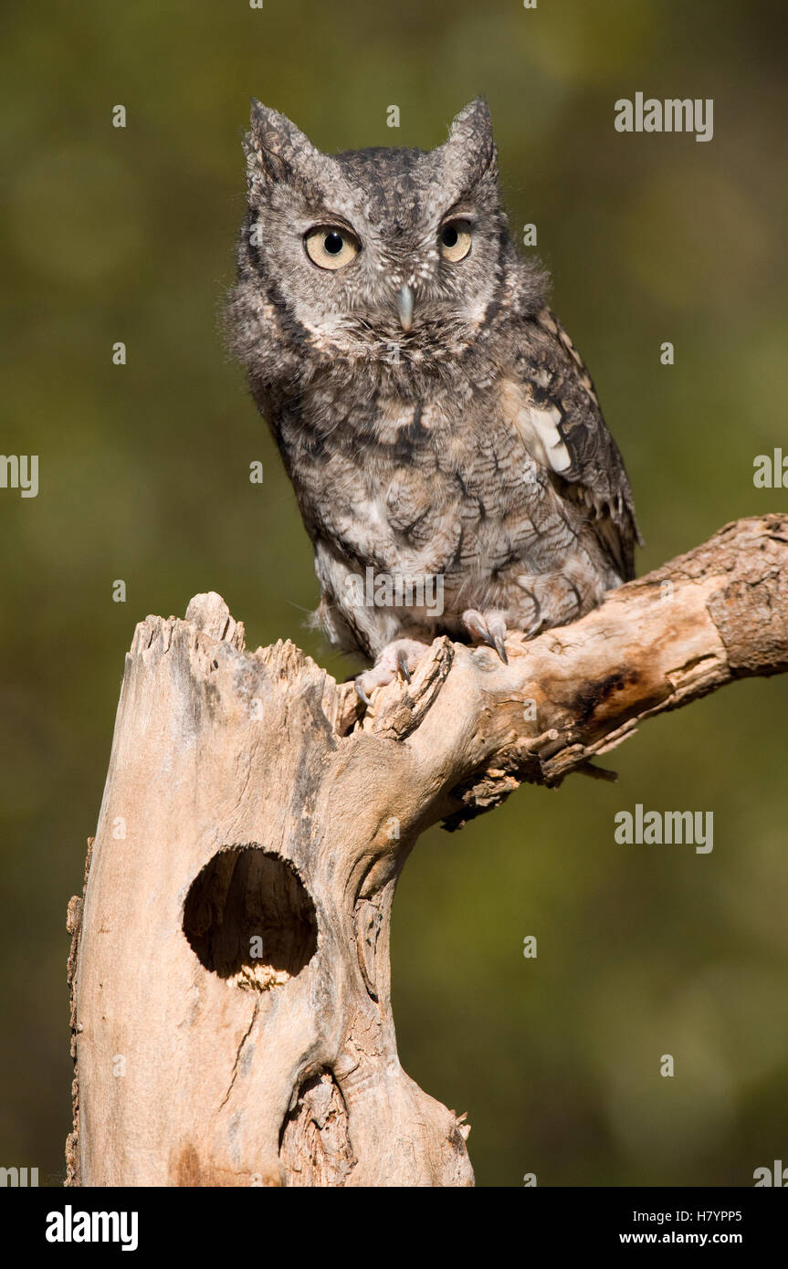 Eastern Screech Owl (Megascops asio) gray morph, Howell Nature Center ...