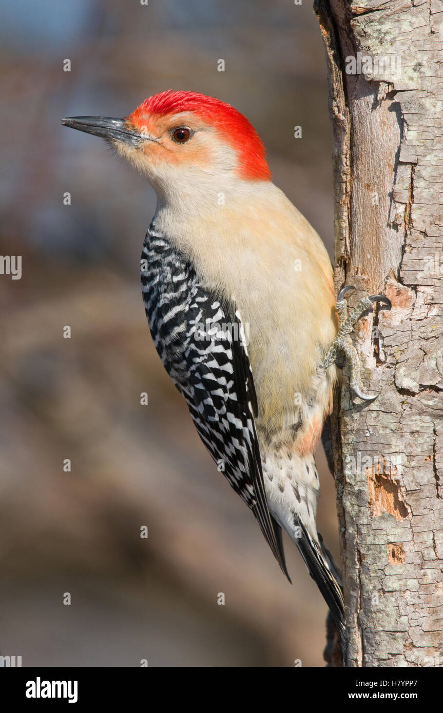 Red-bellied Woodpecker (Melanerpes carolinus) male, Kensington ...