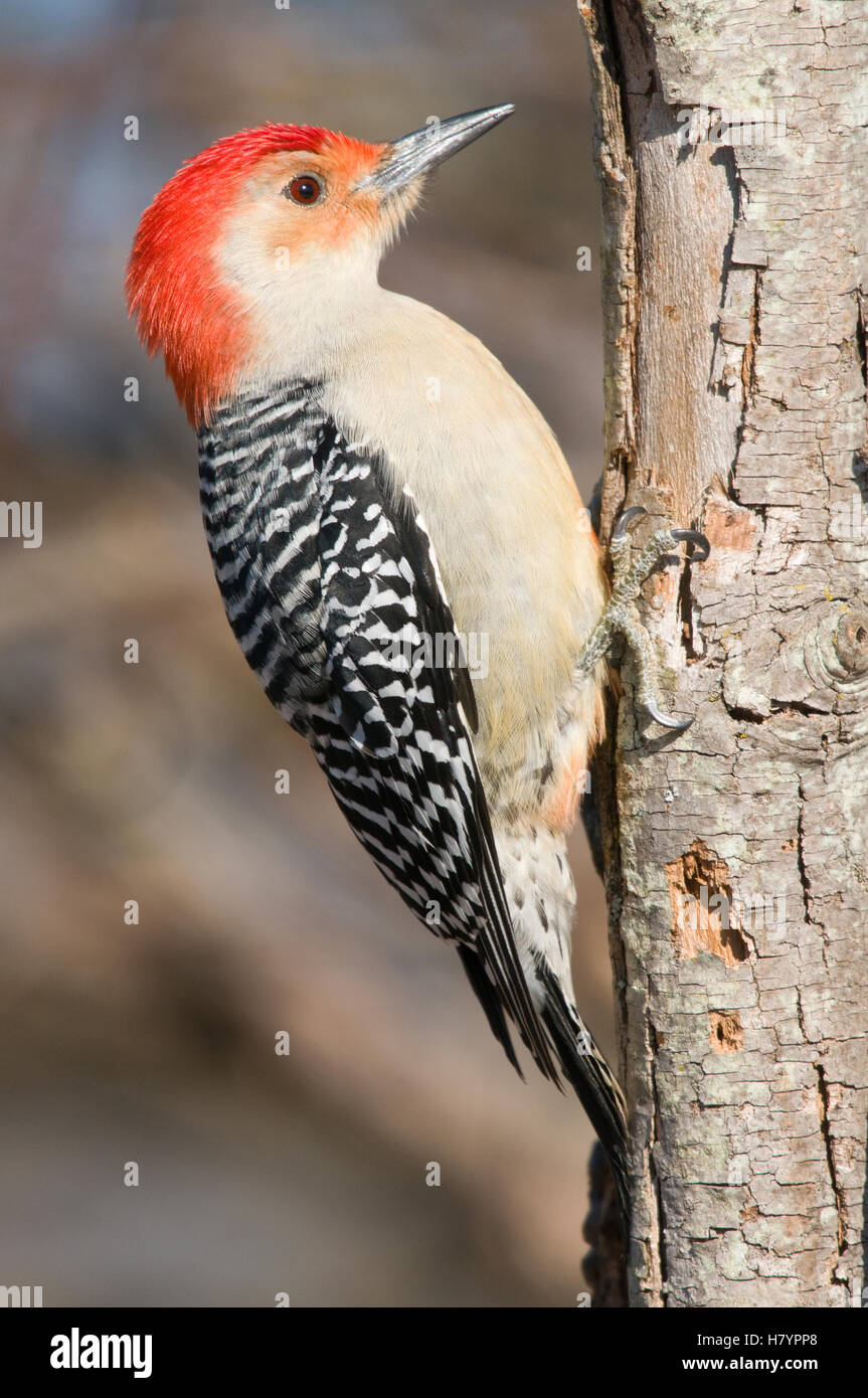 Red-bellied Woodpecker (Melanerpes carolinus) male, Kensington ...