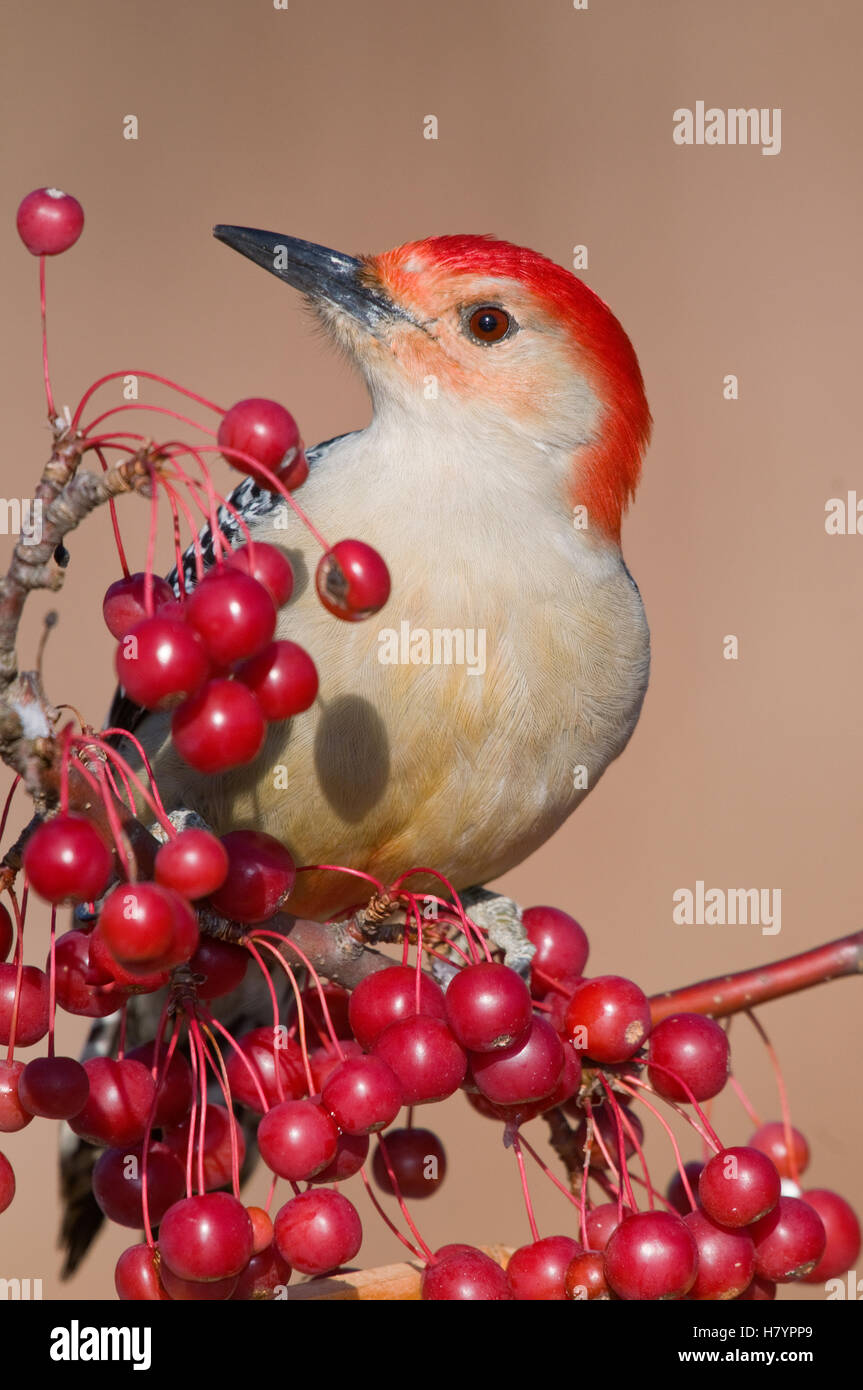 Red-bellied Woodpecker (Melanerpes carolinus) male, Kensington ...