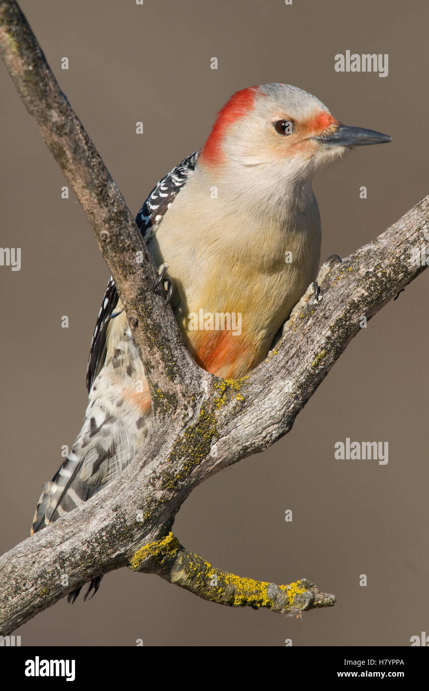 Red-bellied Woodpecker (Melanerpes carolinus) female, Kensington ...