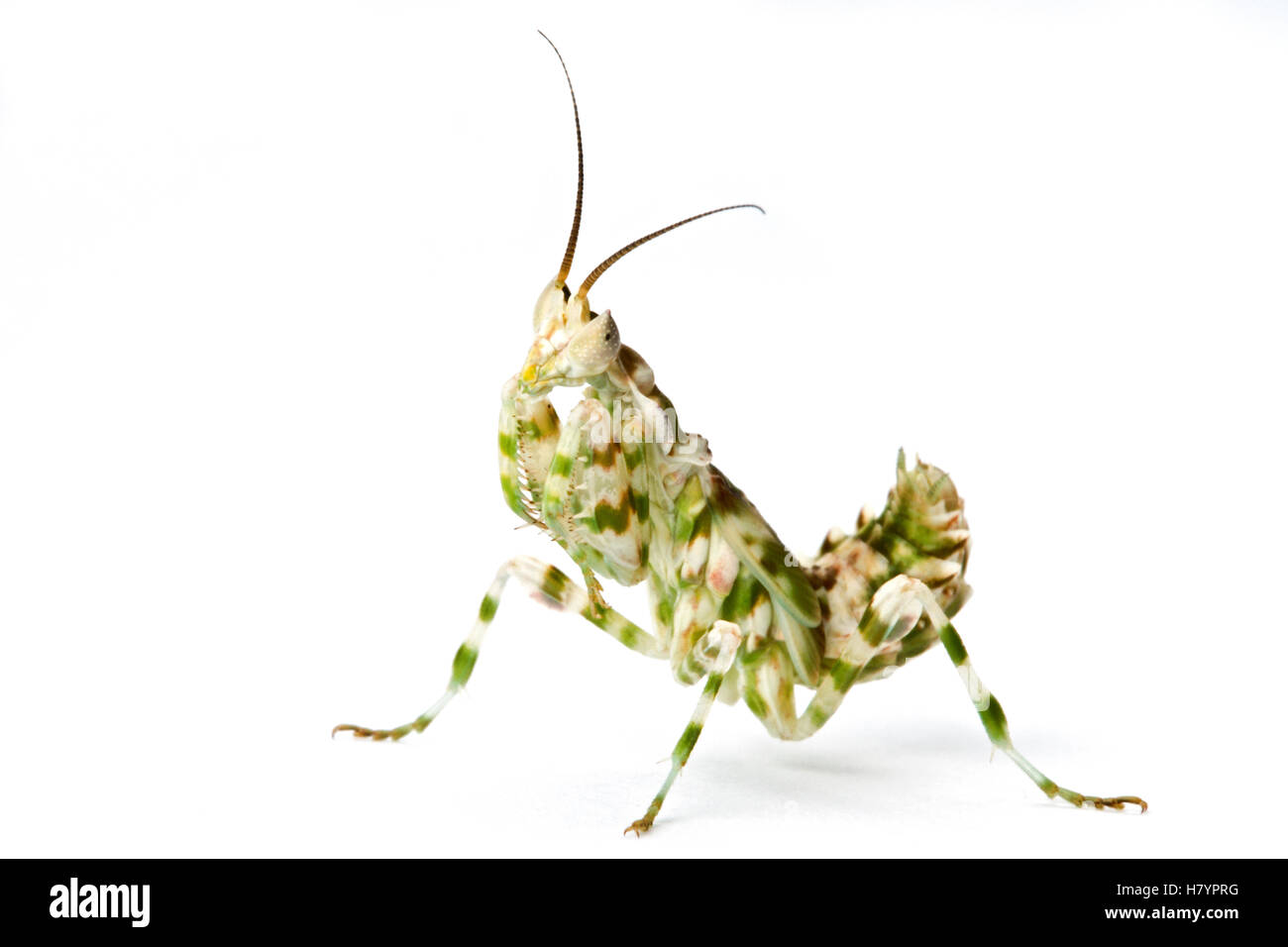 Mantid (Harpagomantis tricolor), Silaka Nature Reserve, Eastern Cape ...