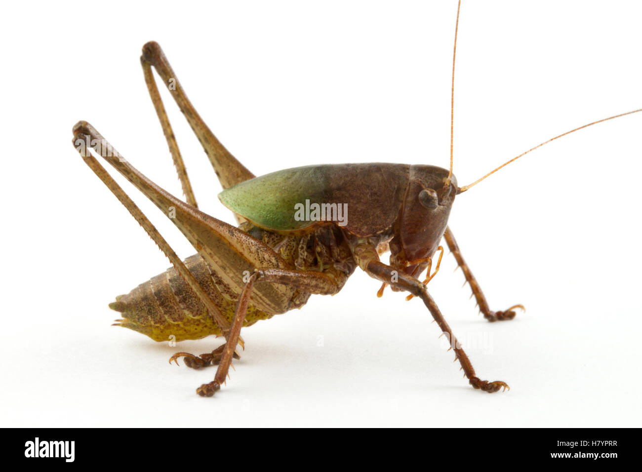 Shield-back Katydid (Thoracistus viridifer), Fort Fordyce Nature ...