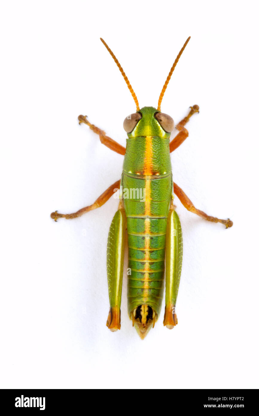 Wingless Grasshopper (Lentula sp), Fort Fordyce Nature Reserve, Eastern ...