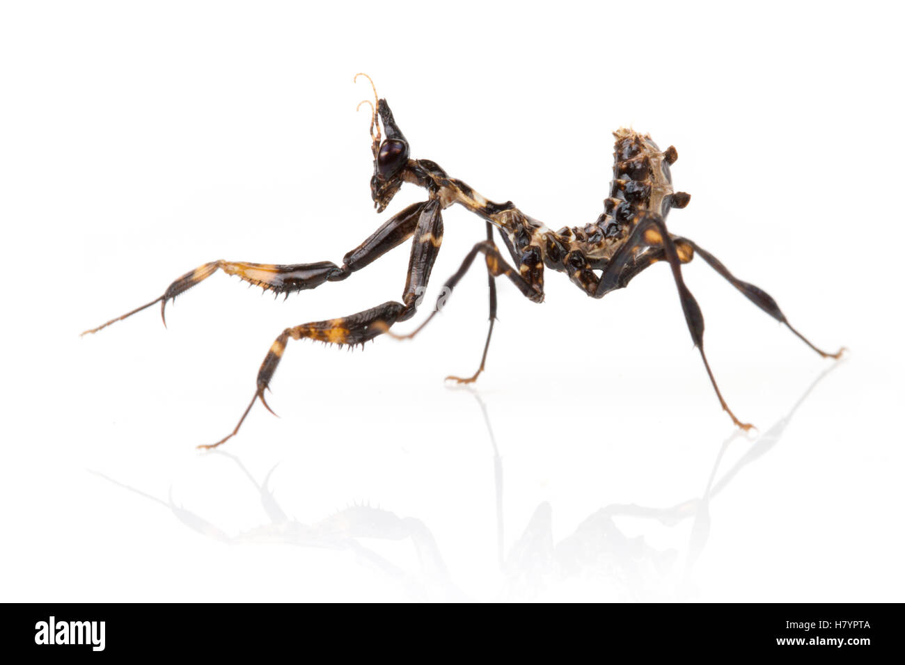 Devil Praying Mantis Devil`s Flower Mantis & X28;Idolomantis