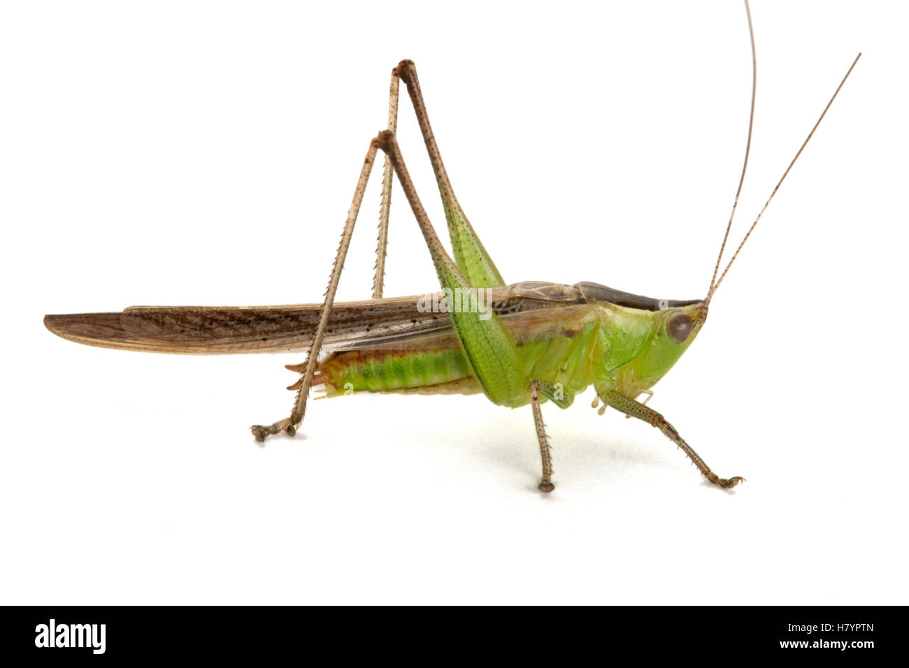 Katydid (Conocephalus maculatus), Fort Fordyce Nature Reserve, Eastern ...