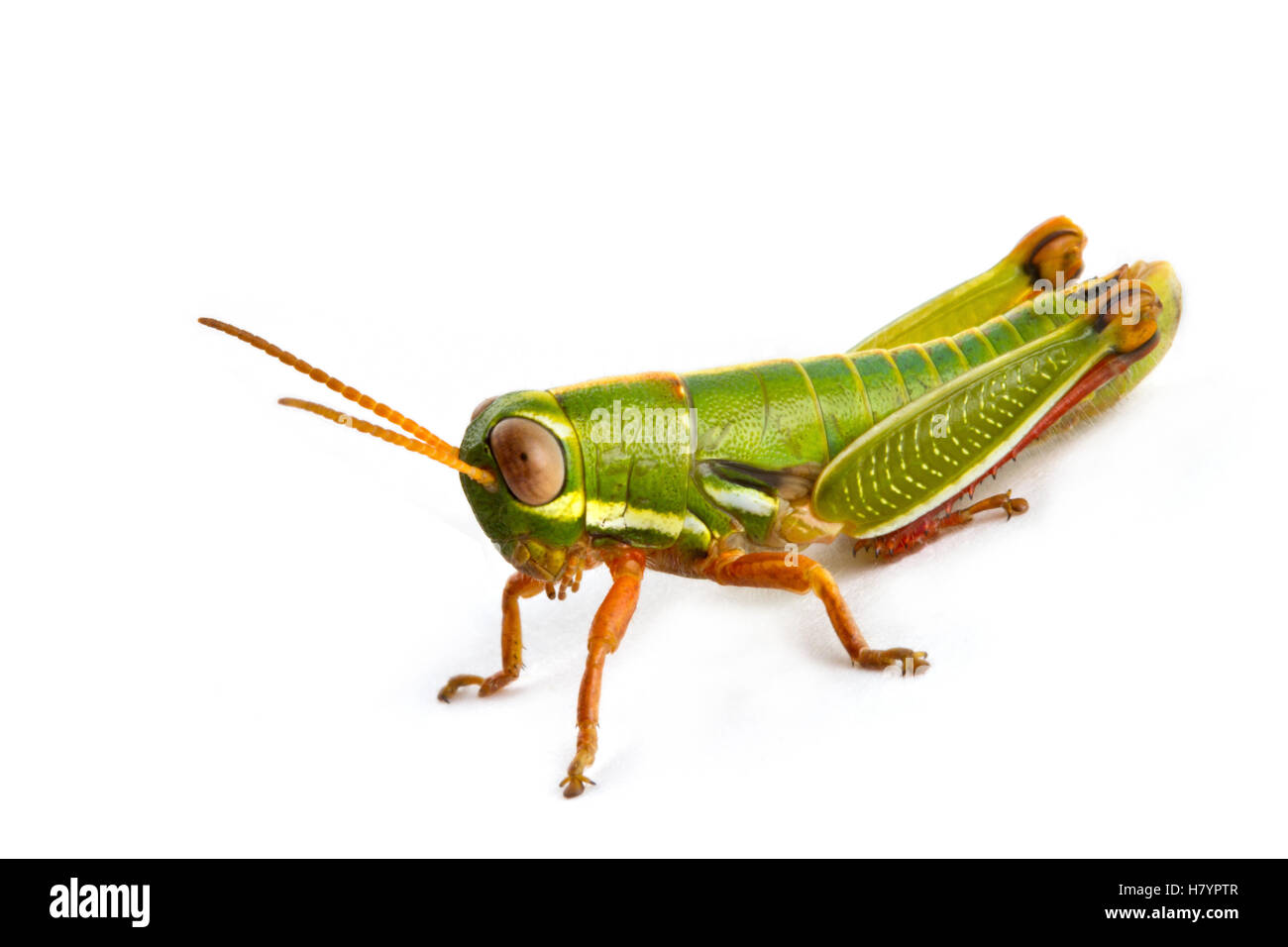 Wingless Grasshopper (Lentula sp), Fort Fordyce Nature Reserve, Eastern ...