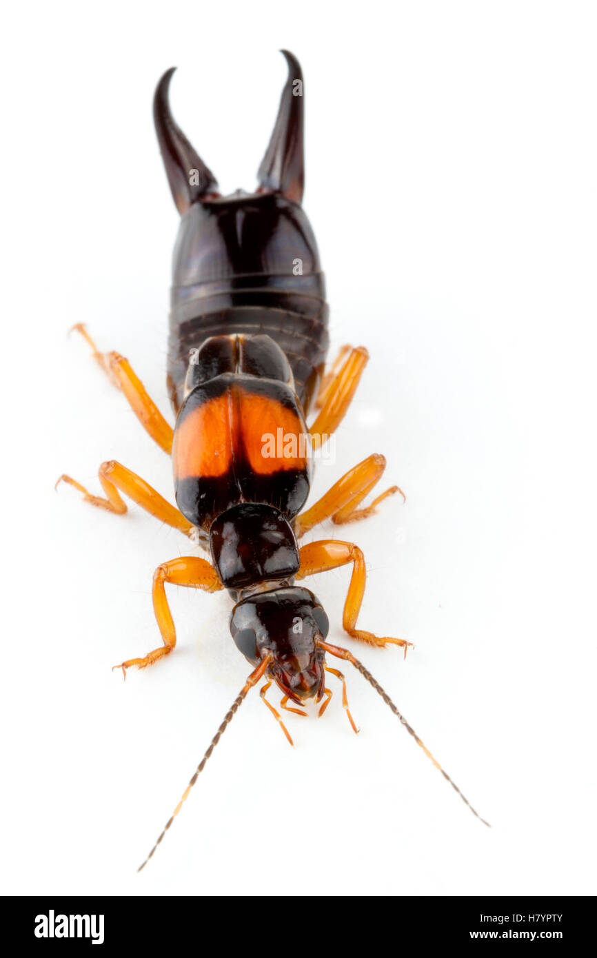 Earwig With Aposematic Coloration La Selva Biological Research Station
