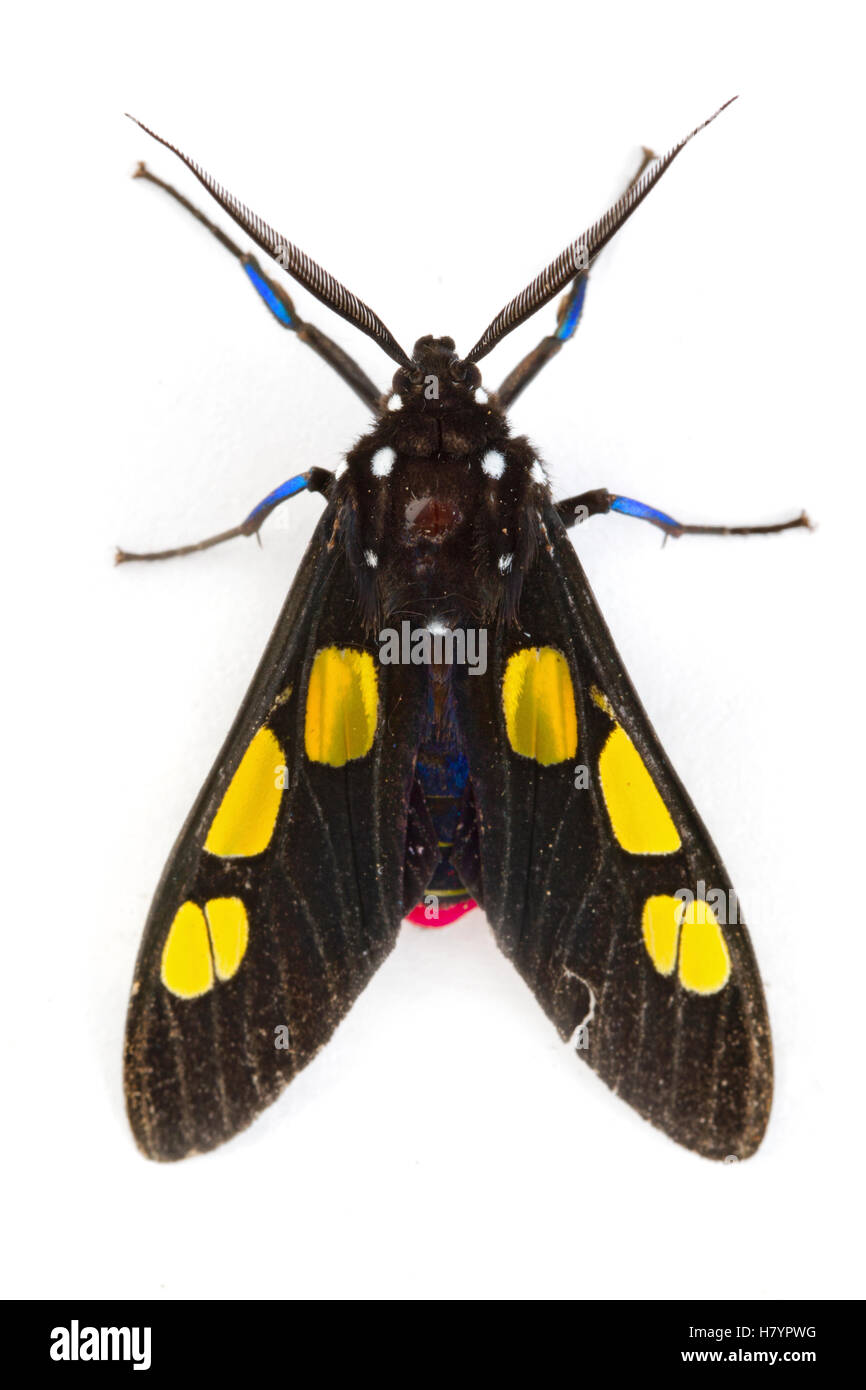 Footman Moth (Procalypta victorina), Tapanti National Park, Cartago ...