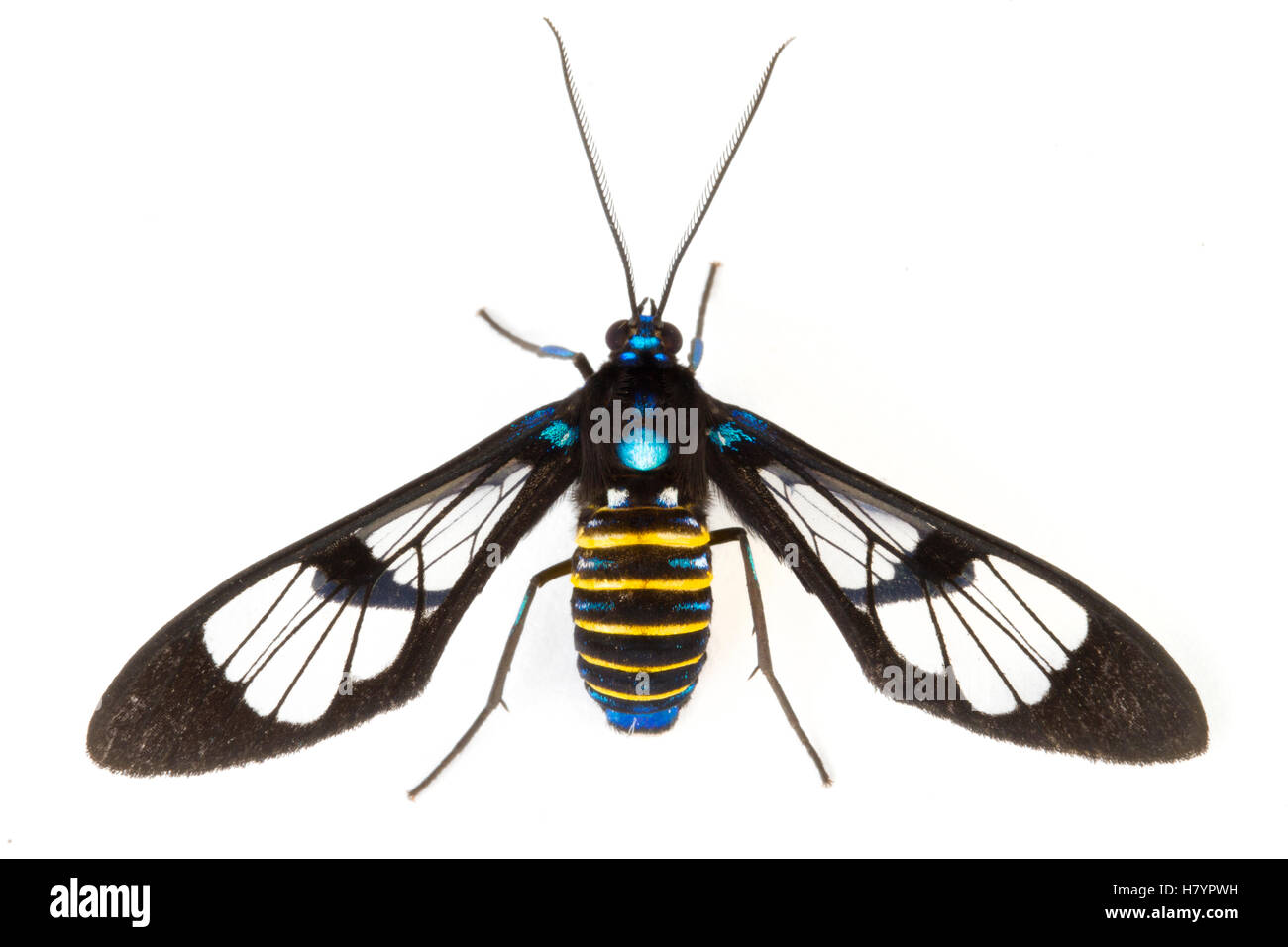 Clear-winged Tiger Moth (Cosmosoma sp), Tapanti National Park, Cartago ...