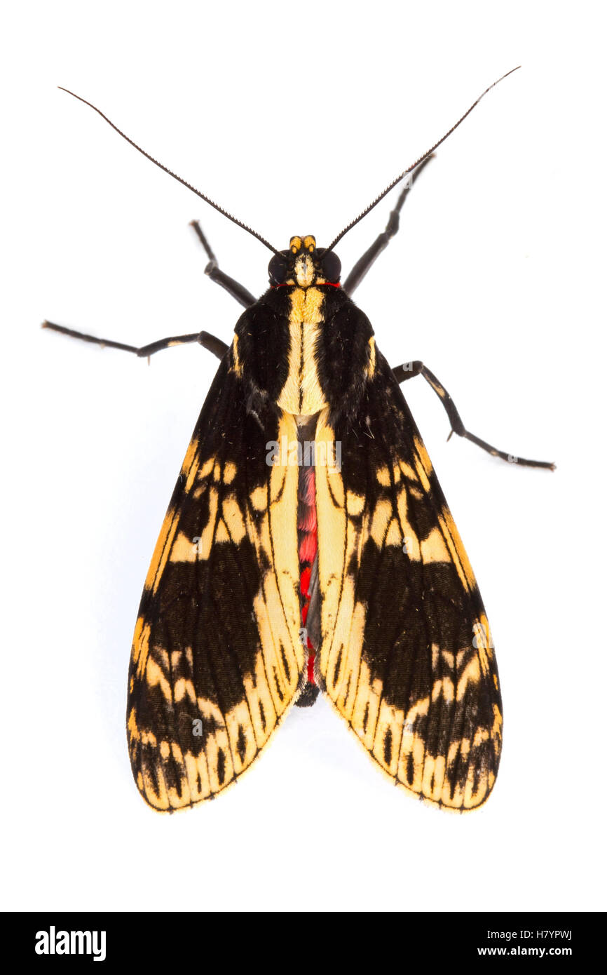 Scape Moth (Ctenuchidae), Tapanti National Park, Cartago, Costa Rica ...