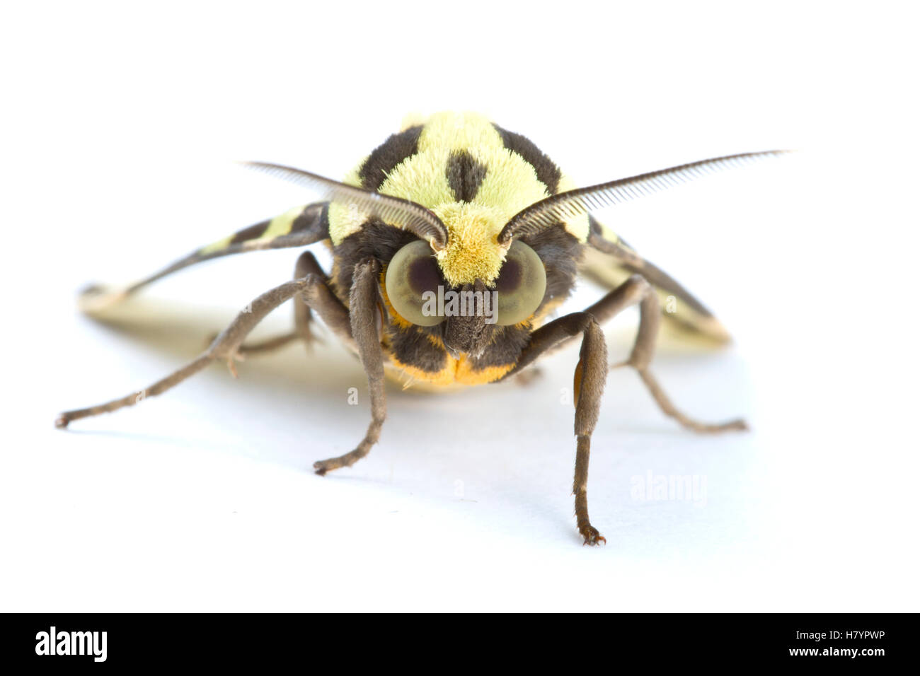 Scape Moth (Ctenuchidae), Braulio Carrillo National Park, Costa Rica ...