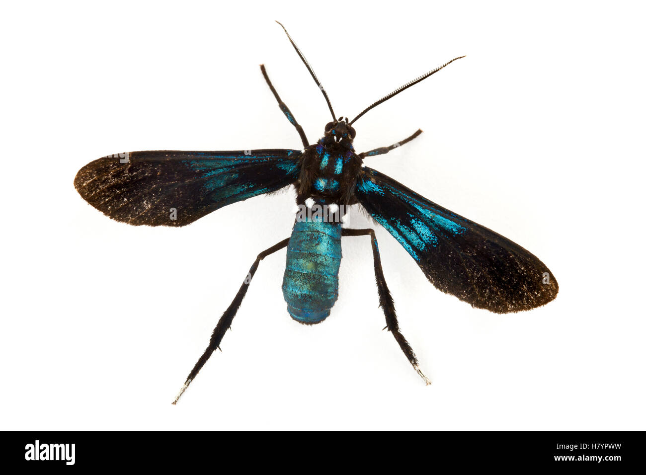 Scape Moth (Ctenuchidae), Barbilla National Park, Costa Rica Stock ...