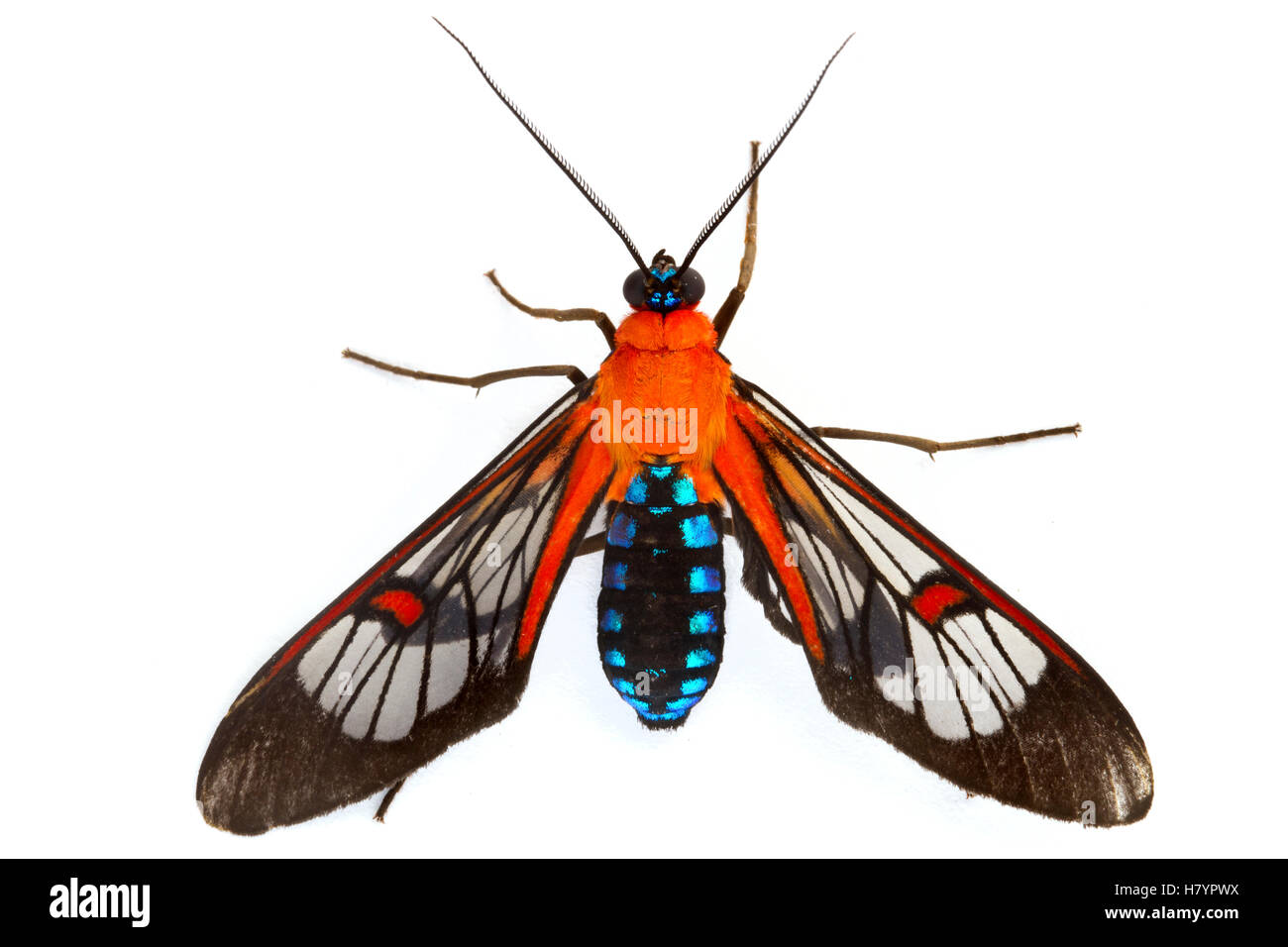 Clear-winged Tiger Moth (Cosmosoma teuthras) with aposematic coloration ...