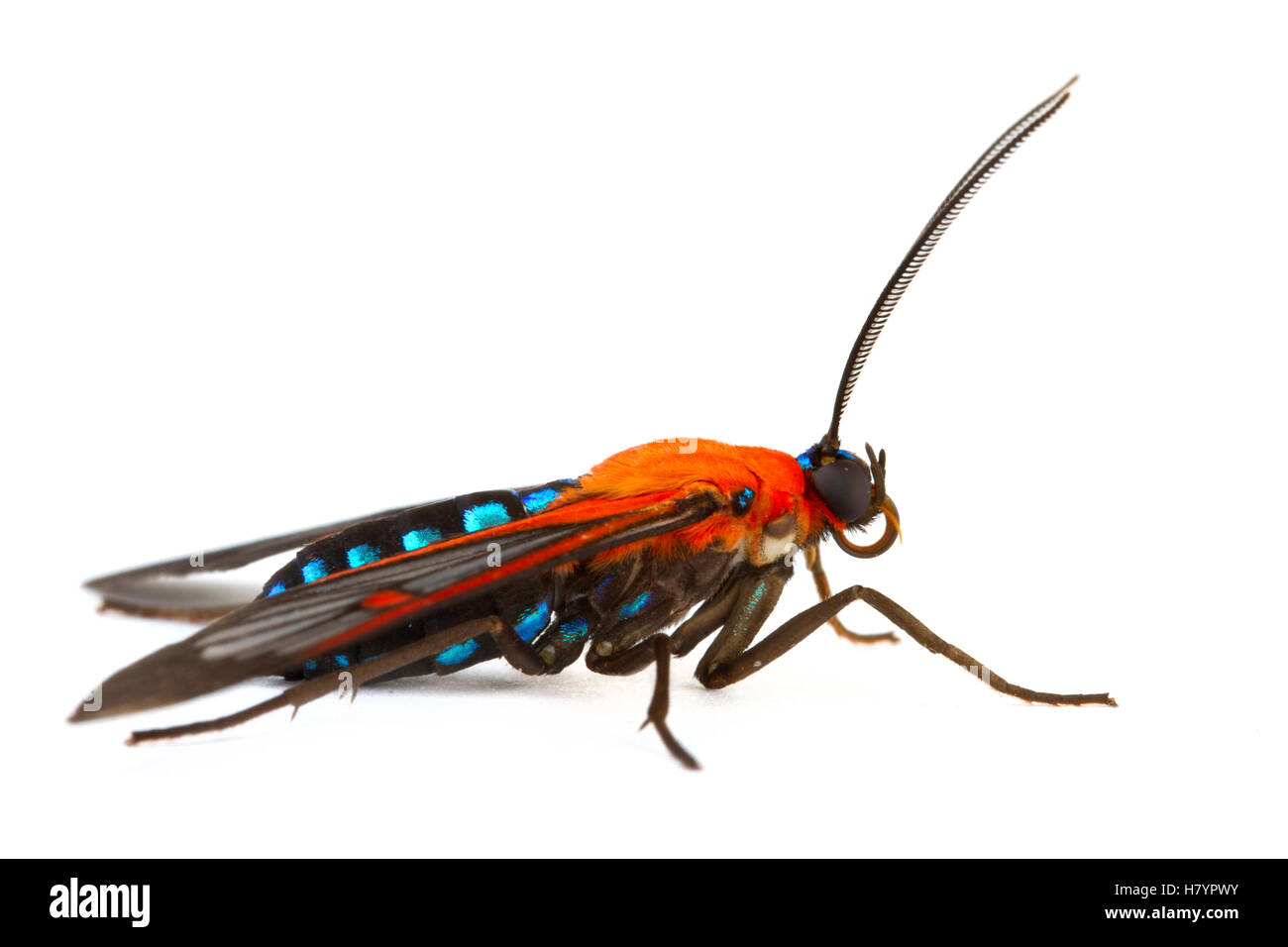 Clear-winged Tiger Moth (Cosmosoma teuthras), Tapanti National Park ...